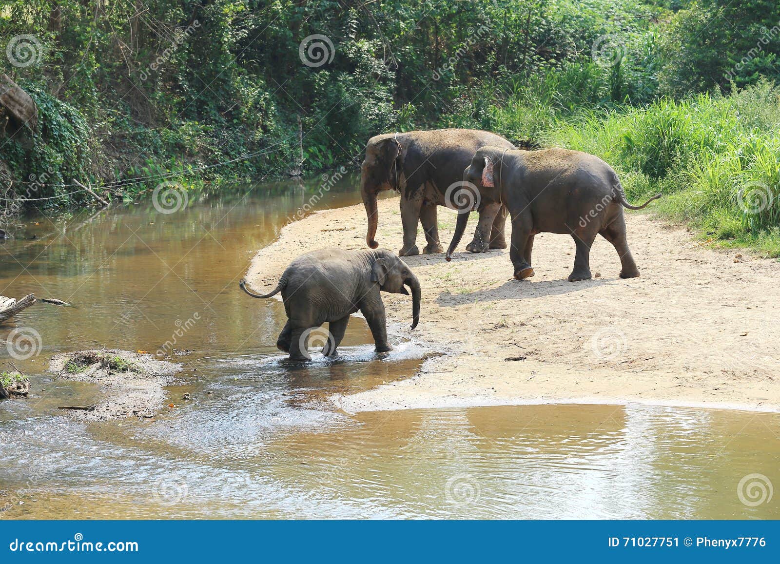 Elephant Splashing with Water Stock Image - Image of river, green: 71027751