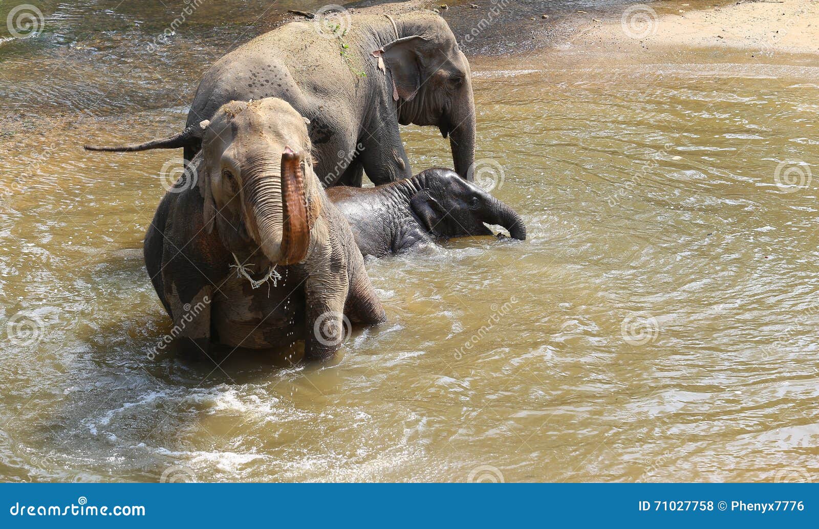 Elephant Splashing with Water Stock Photo - Image of national, asian ...