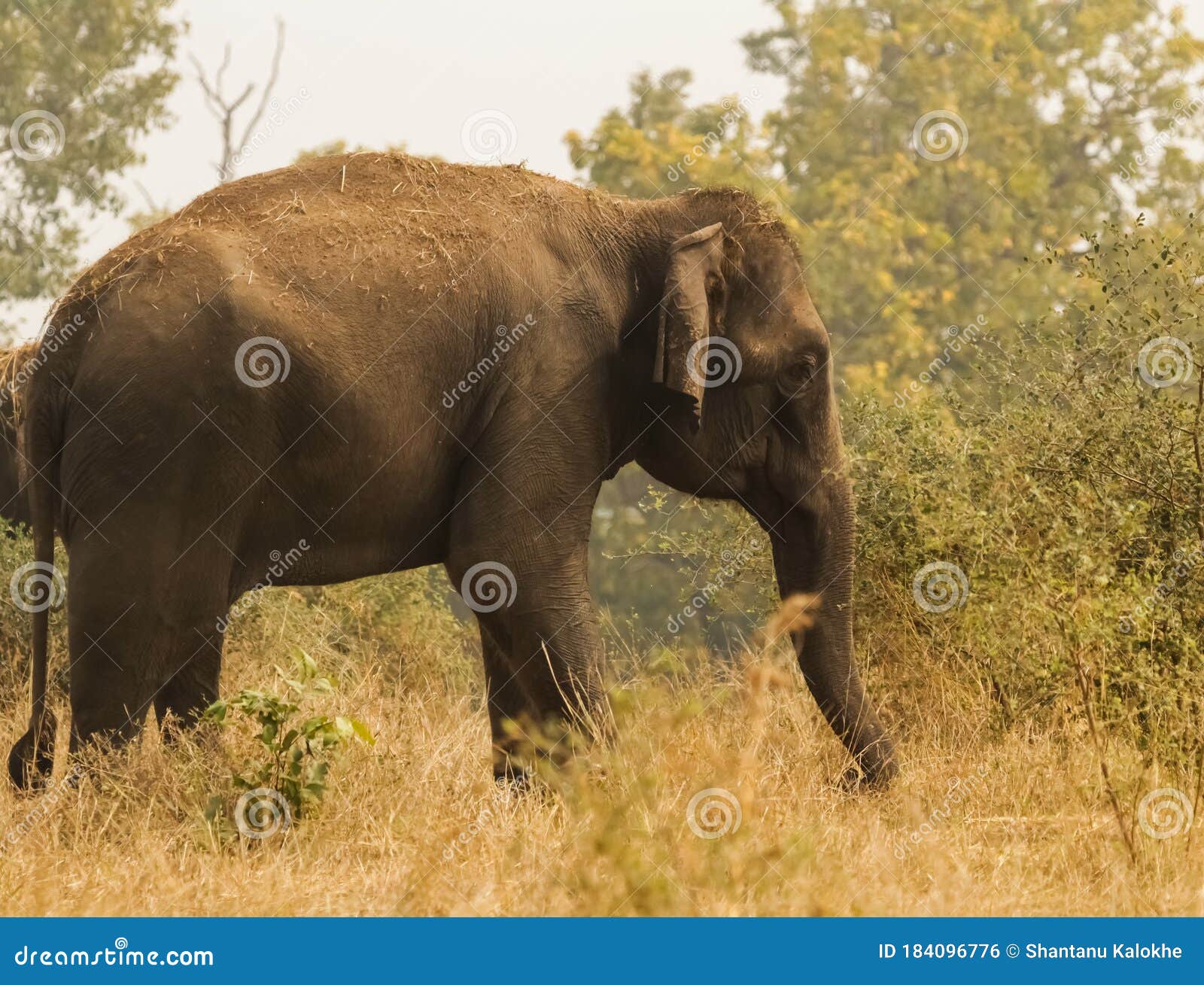 Elephant Spotted Feeding In A Game Drive Stock Photography ...