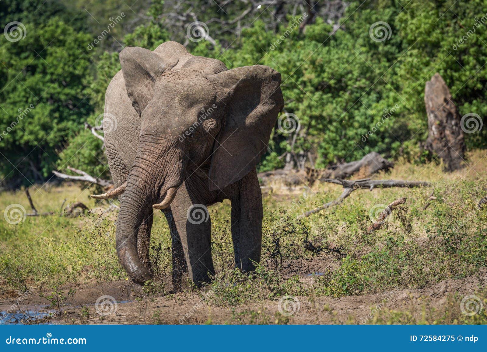 Elephant Spraying Mud With Trunk Beside River Stock Photo ...