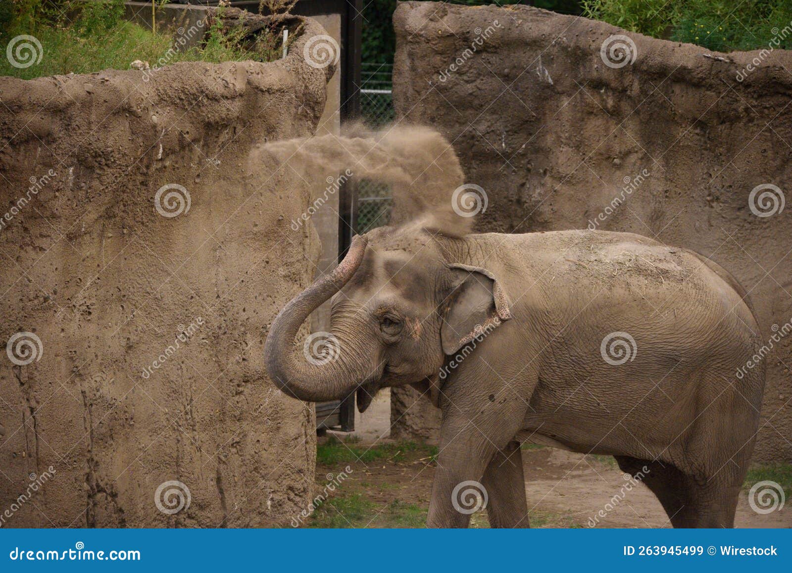 Elephant Spraying Sand with Its Trunk in a Zoo Stock Image - Image of ...