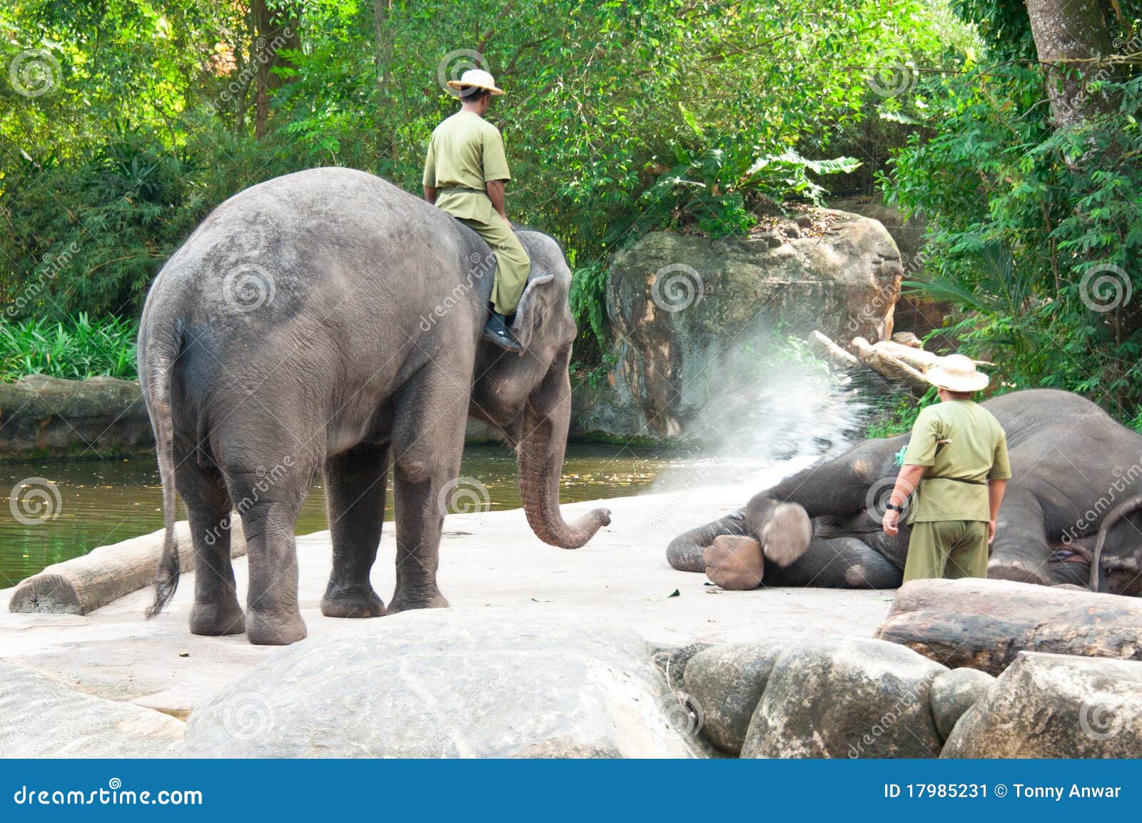 Elephant Spraying Water Act Editorial Photo - Image of ride, animal ...