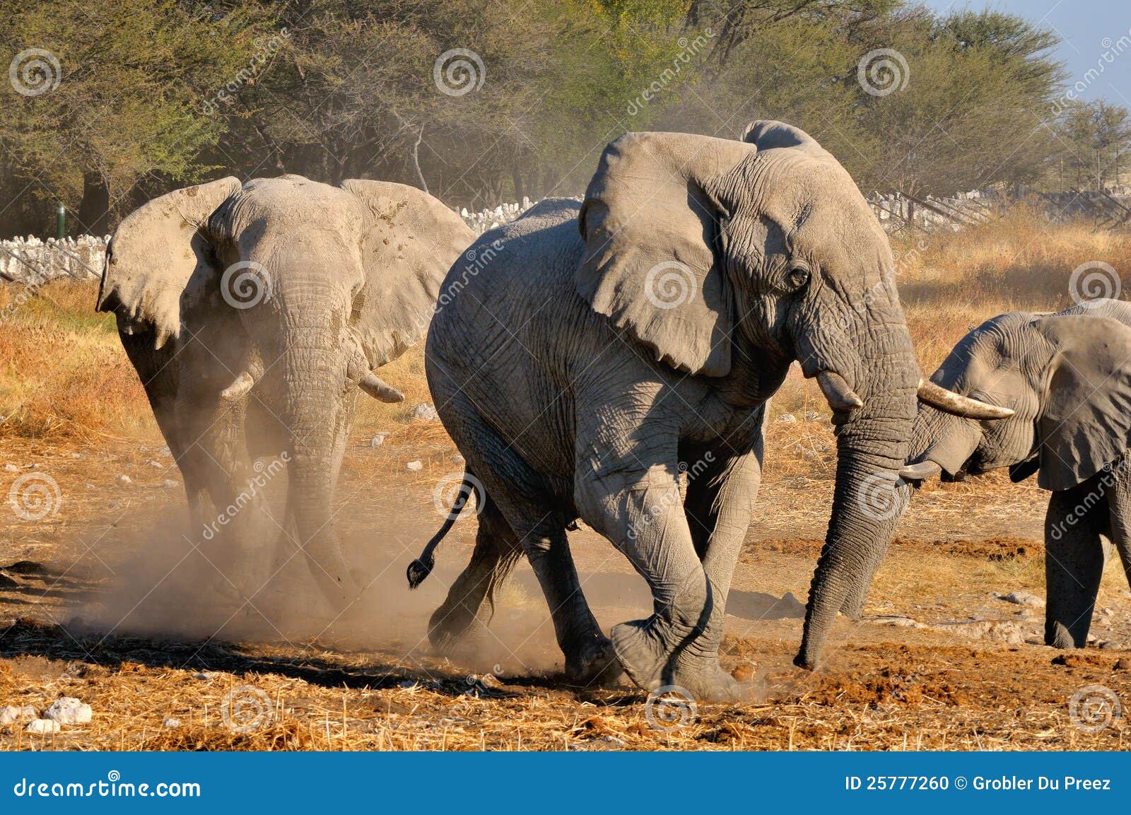 Elephant Squabble, Etosha National Park, Namibia Stock Photo - Image of ...