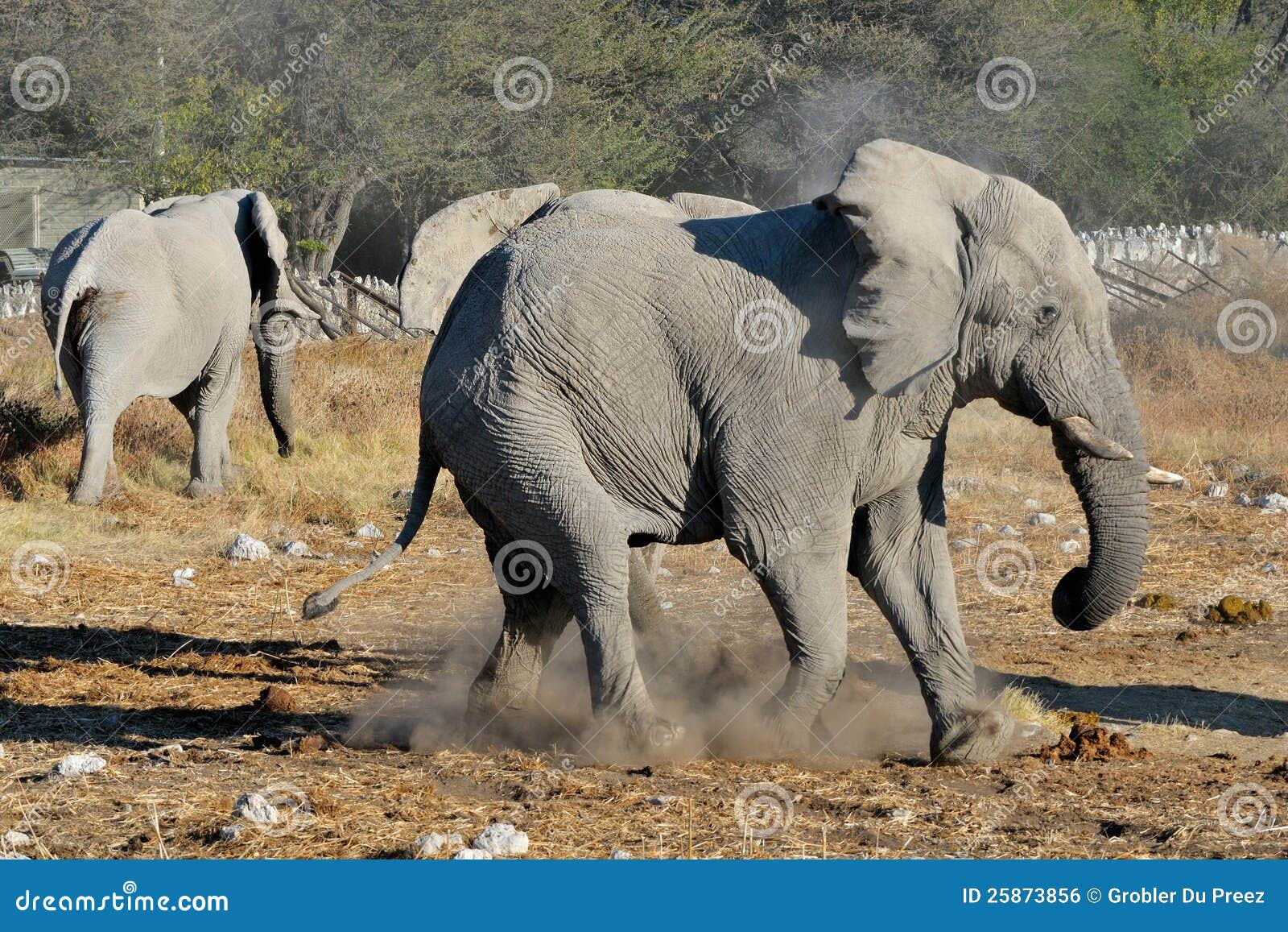 Elephant Squabble, Etosha National Park, Namibia Stock Photo - Image of ...