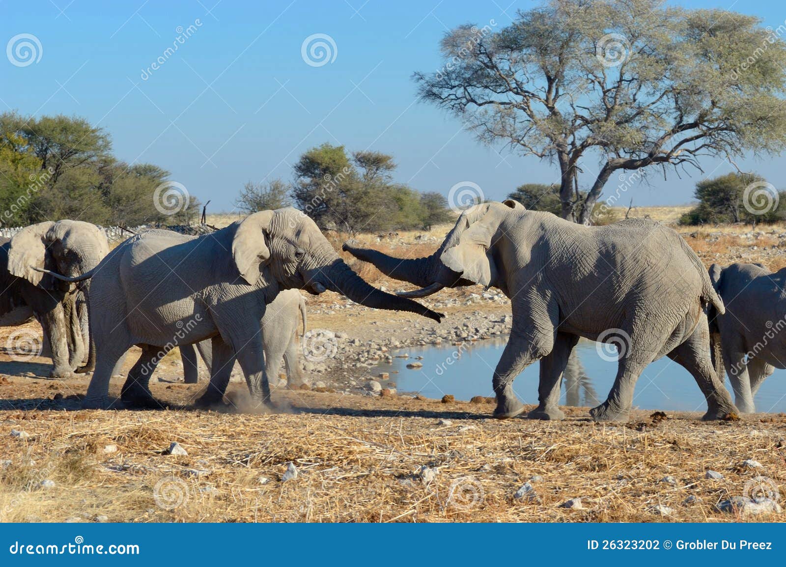 Elephant Squabble, Etosha National Park, Namibia Stock Photo - Image of ...