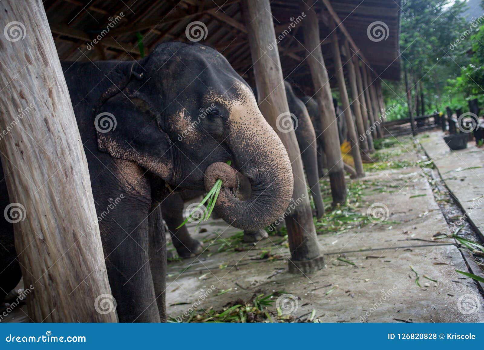 Elephant in the Stall Eating Greens Stock Photo - Image of black, calm ...