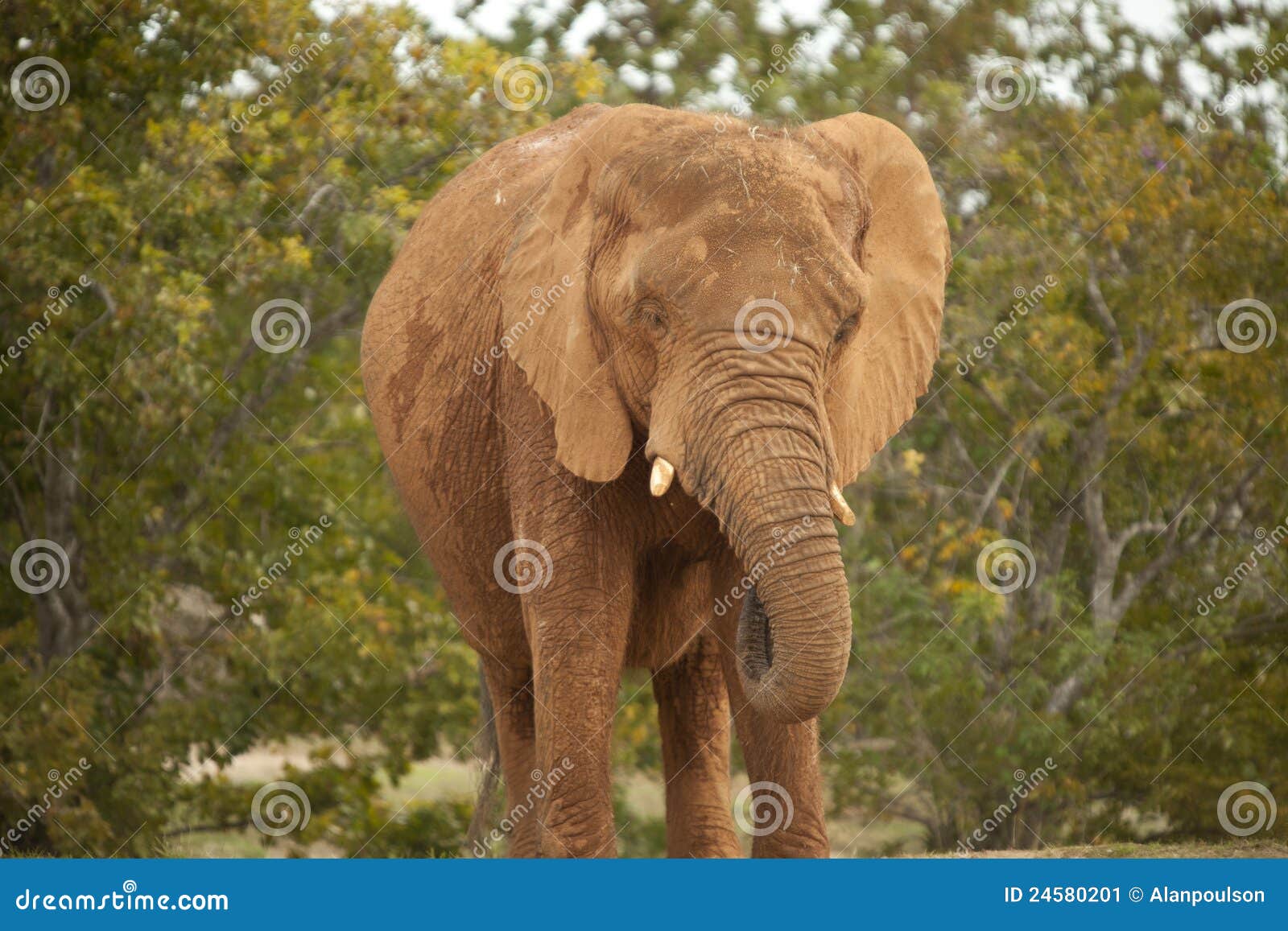 Elephant standing stock image. Image of bull, approaching - 24580201