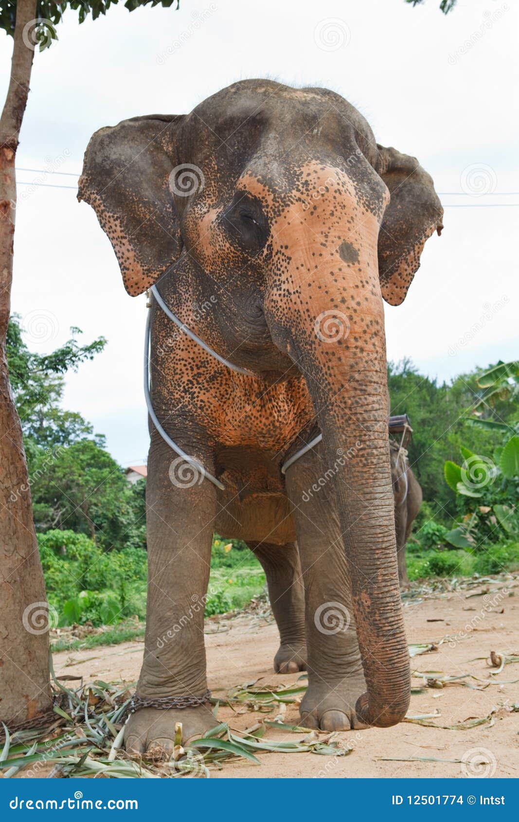 Elephant Standing Below the Tree in Backyard Stock Photo - Image of ...