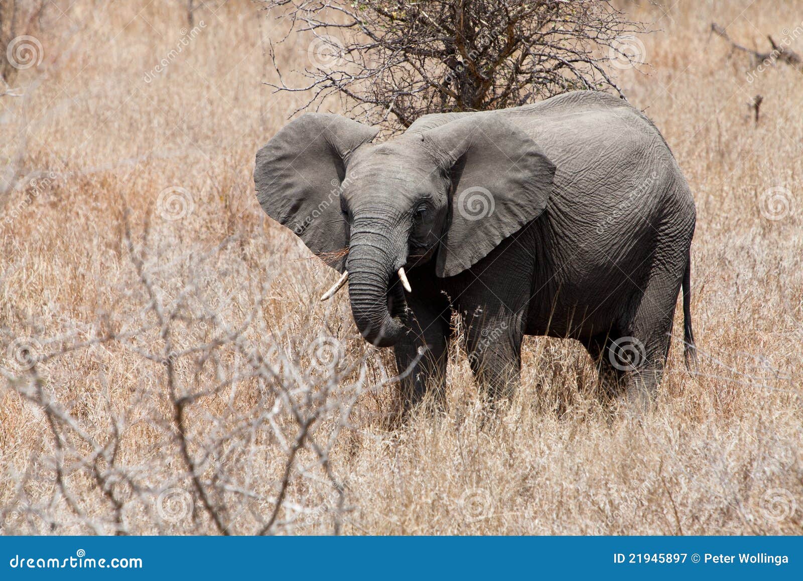 Elephant Standing between the Bushes Stock Image - Image of strong ...