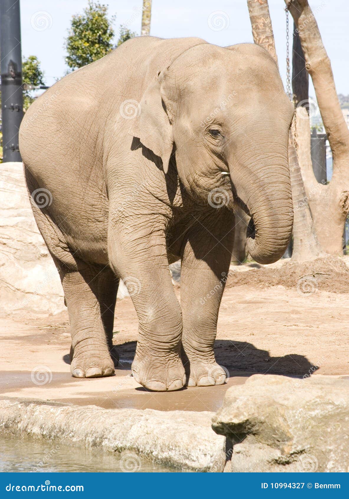 Elephant Standing on Dusty Ground Stock Image - Image of alaska ...