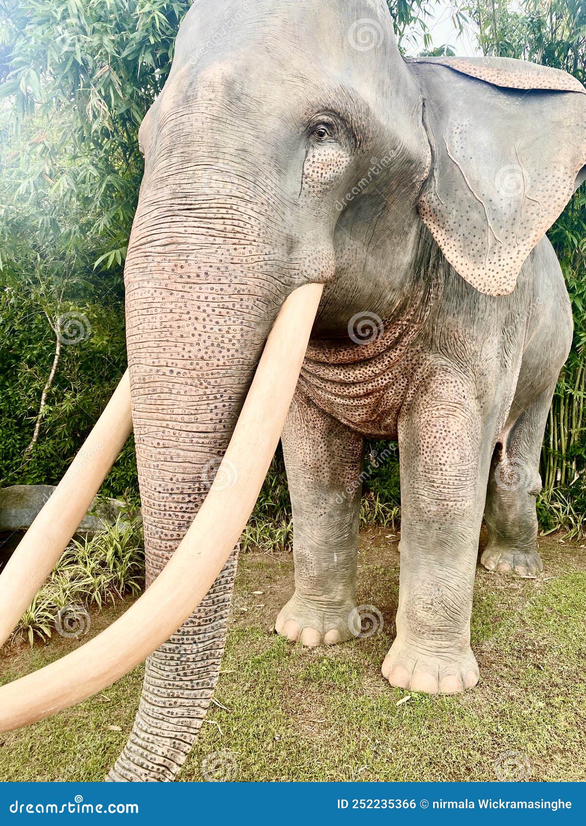 Elephant stock photo. Image of srilanka, standing, structure - 252235366