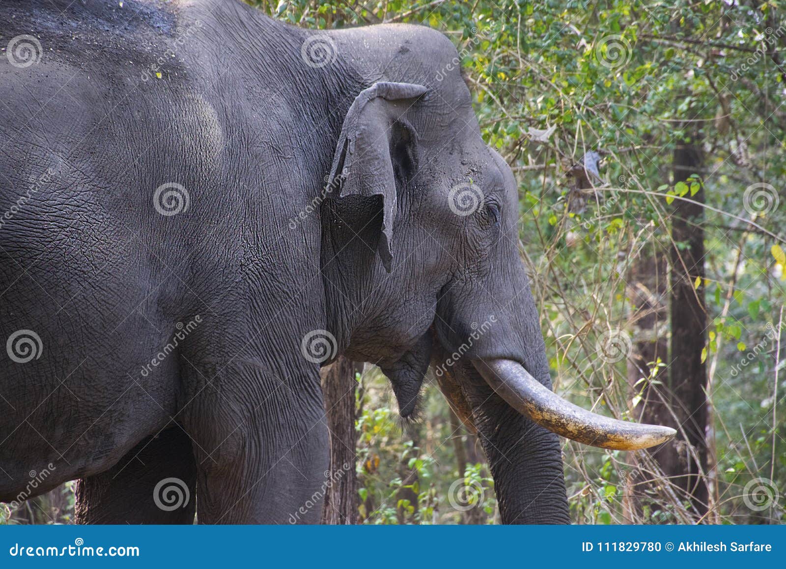 Elephant Standing in a Forest Stock Photo - Image of mammal, natural ...