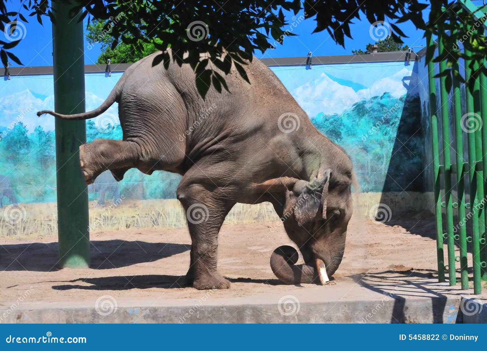 Elephant standing on head stock photo. Image of entertaining - 5458822