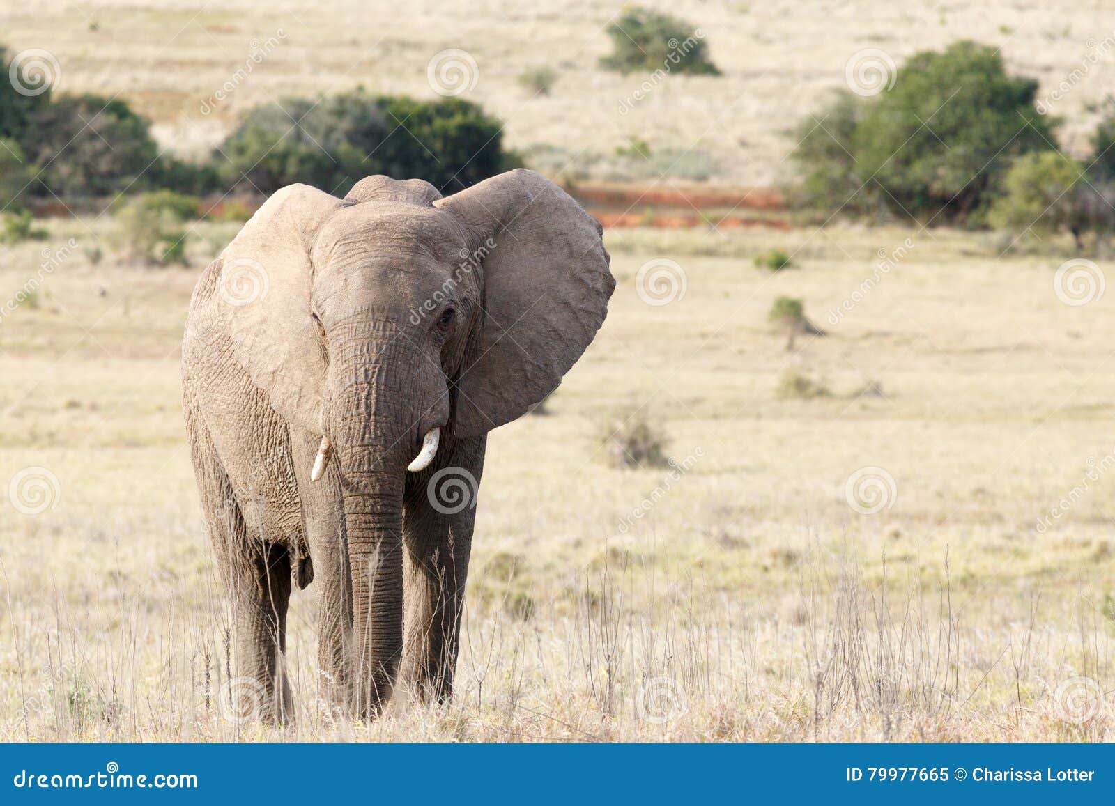 Elephant Standing with His One Ear Pointing Up in the Air Stock Image ...