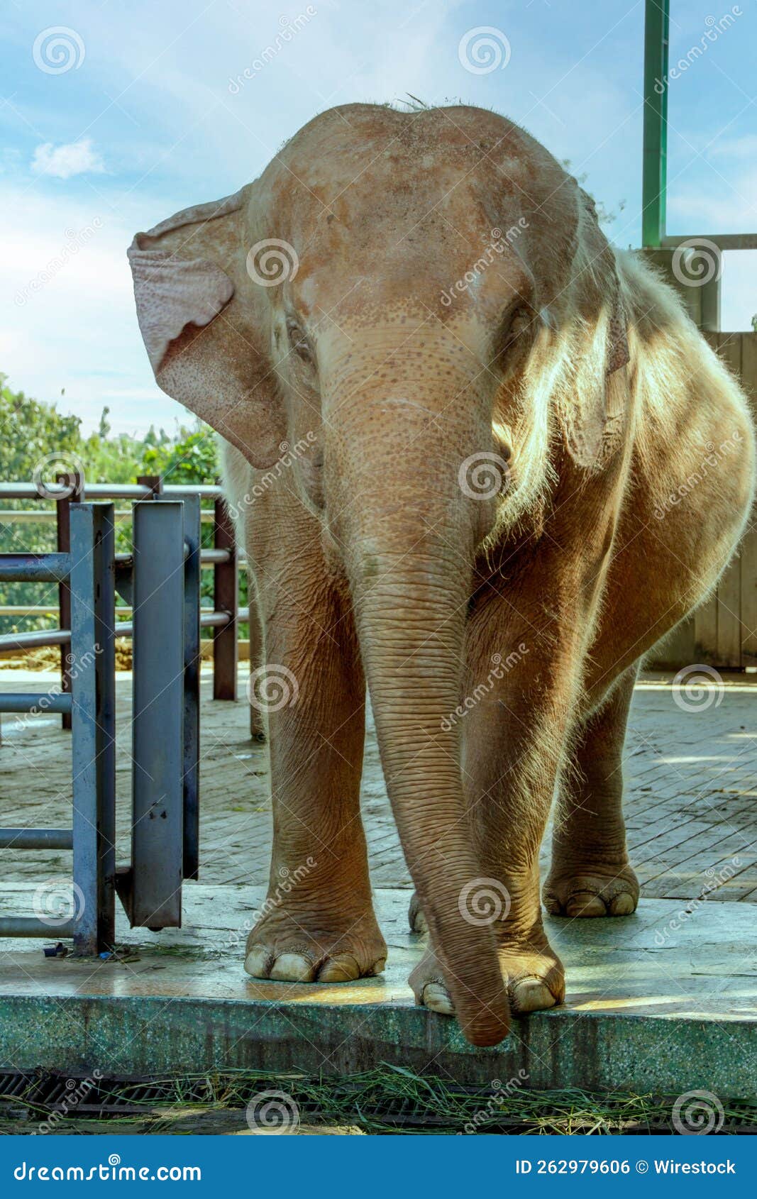 Elephant Standing and Looking Towards Stock Photo - Image of wildlife ...