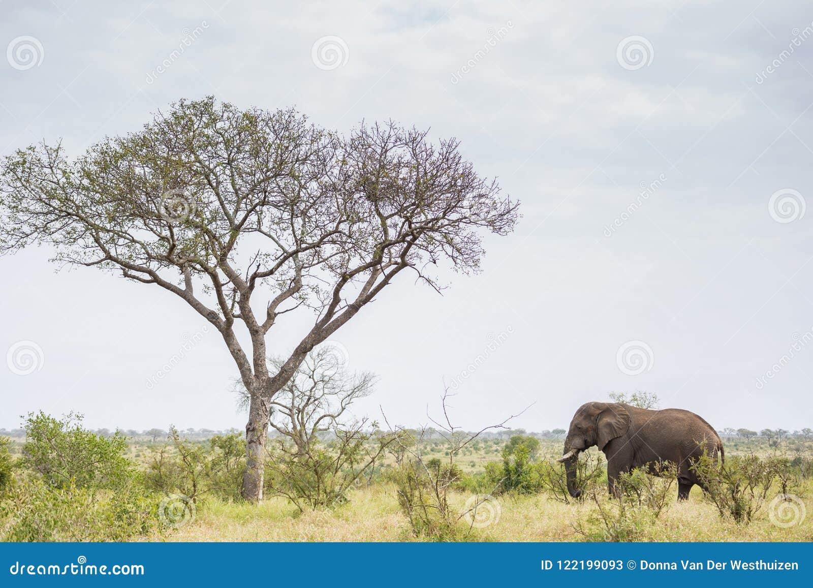 Elephant Standing Near a Tall Tree Stock Image - Image of bushes, fauna ...