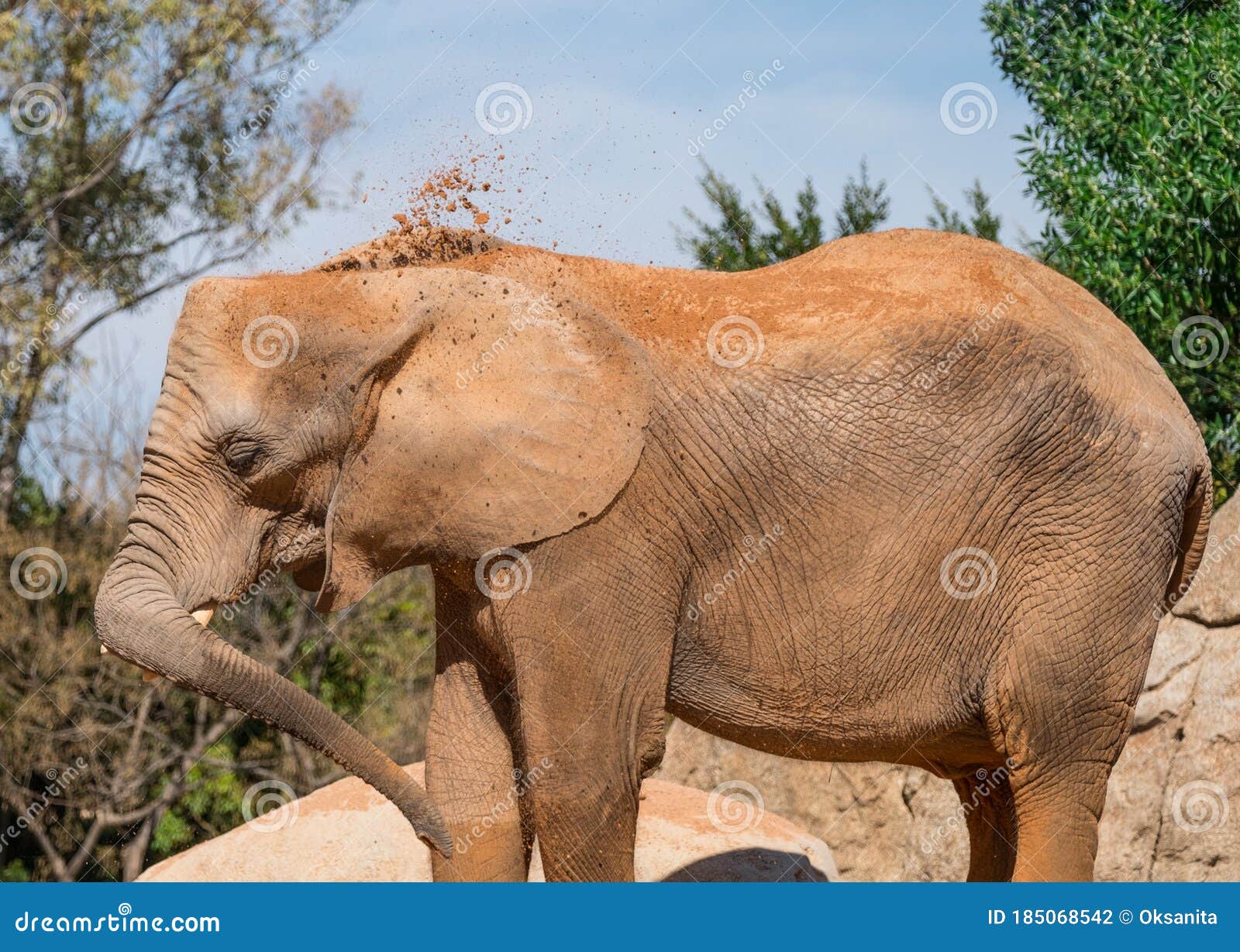 Elephant Standing In Zoo Structure Stock Photo | CartoonDealer.com ...