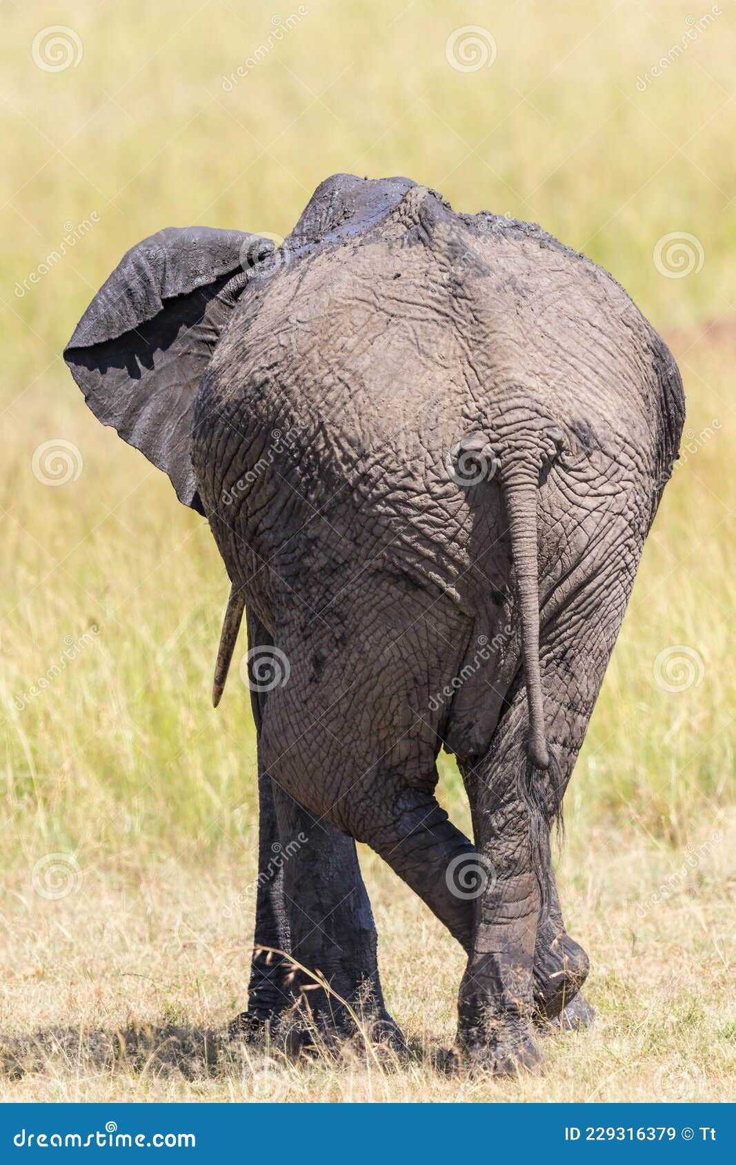 Three Legged Elephant
