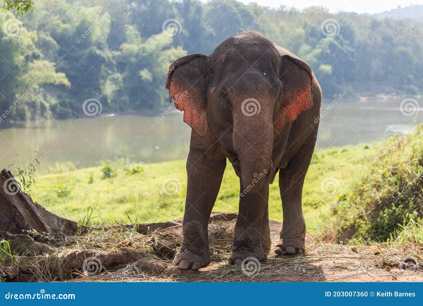 Elephant Standing Under Tree Backlit by River in Laos Elephant ...