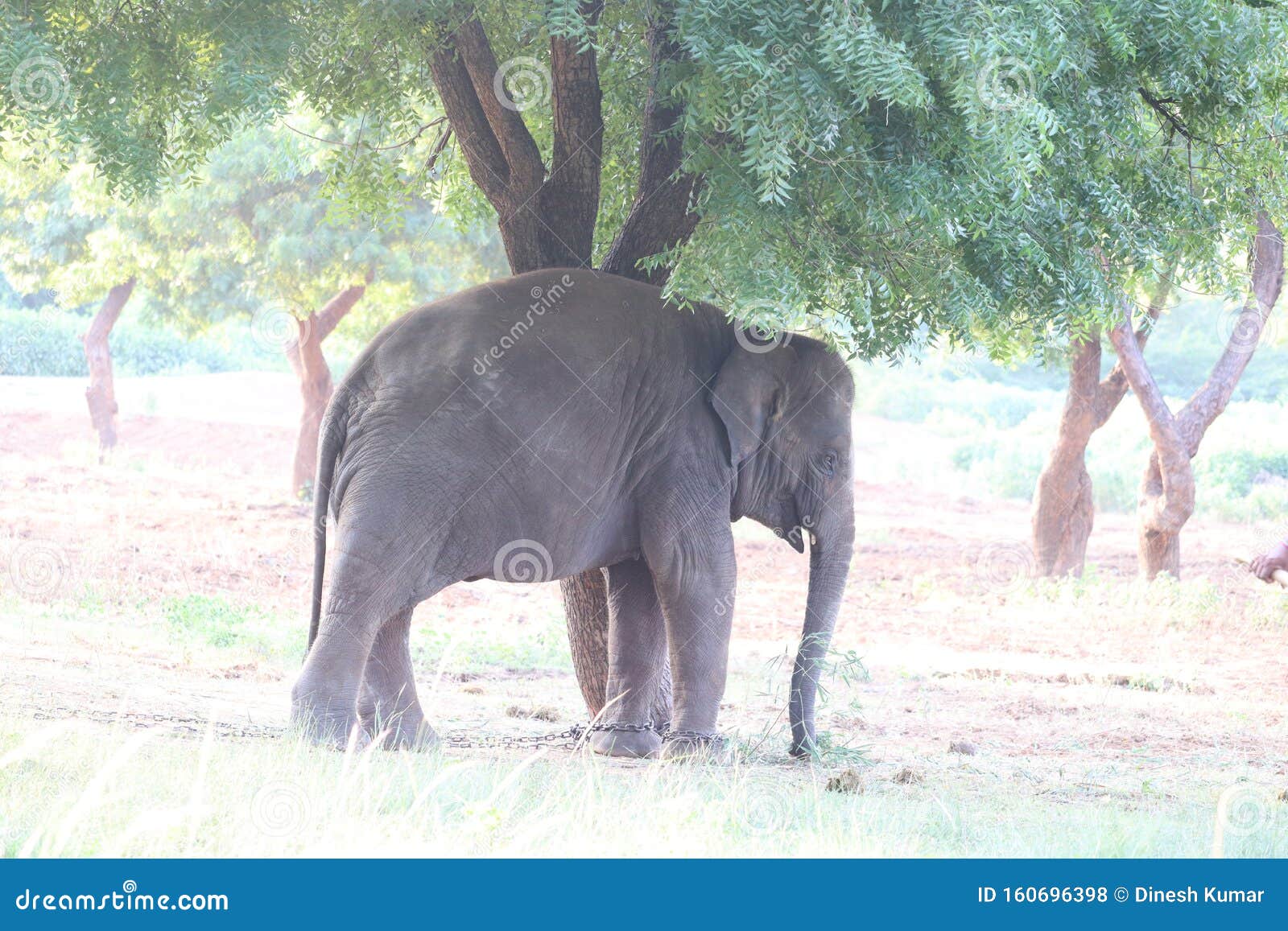 Elephant Standing Under a Tree & Eating Grass with Locked at Toe by ...