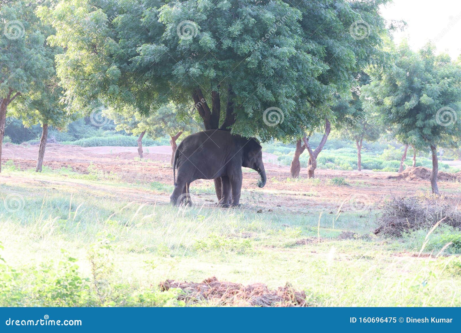 Elephant Standing Under a Tree & Eating Grass with Locked at Toe by ...