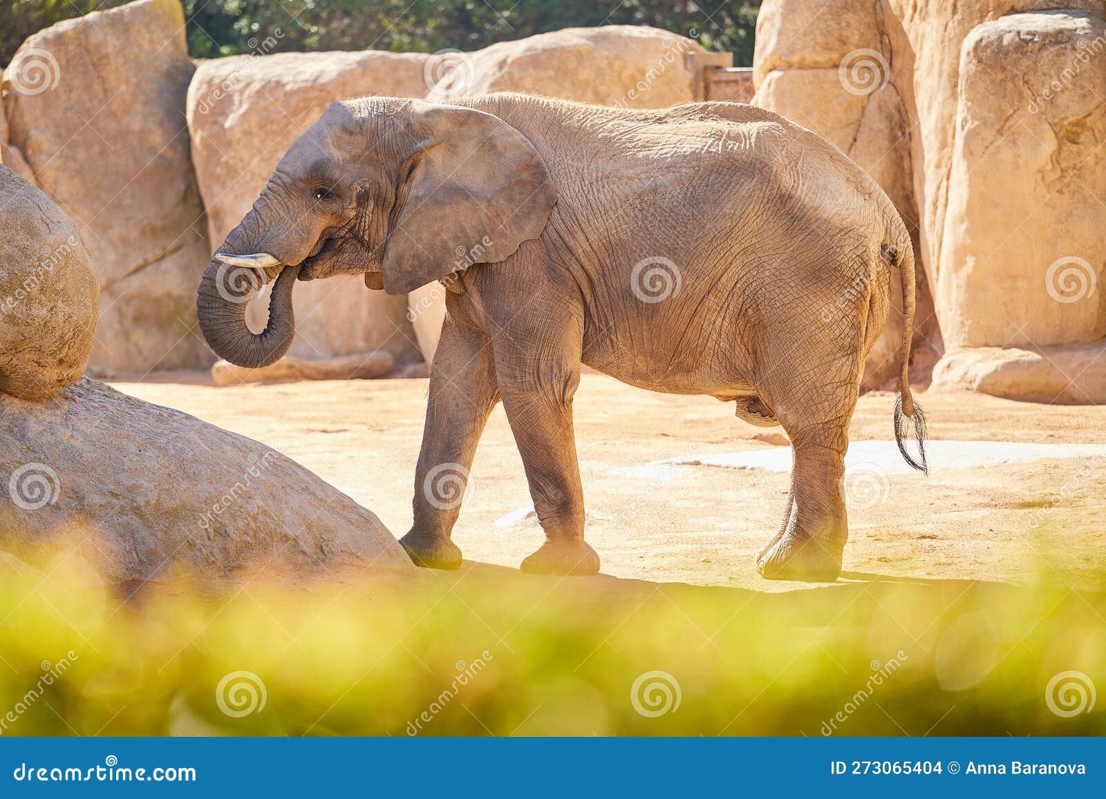 The Elephant Stands Alone among the Rocks and Stones Stock Photo ...