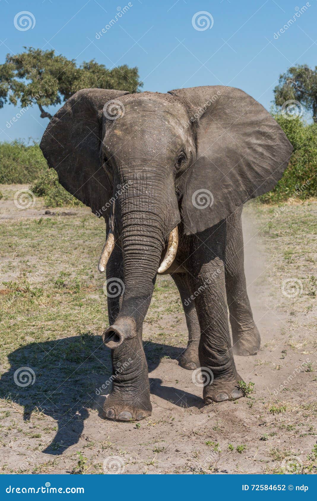 Elephant Staring at Camera in Grassy Clearing Stock Photo - Image of ...