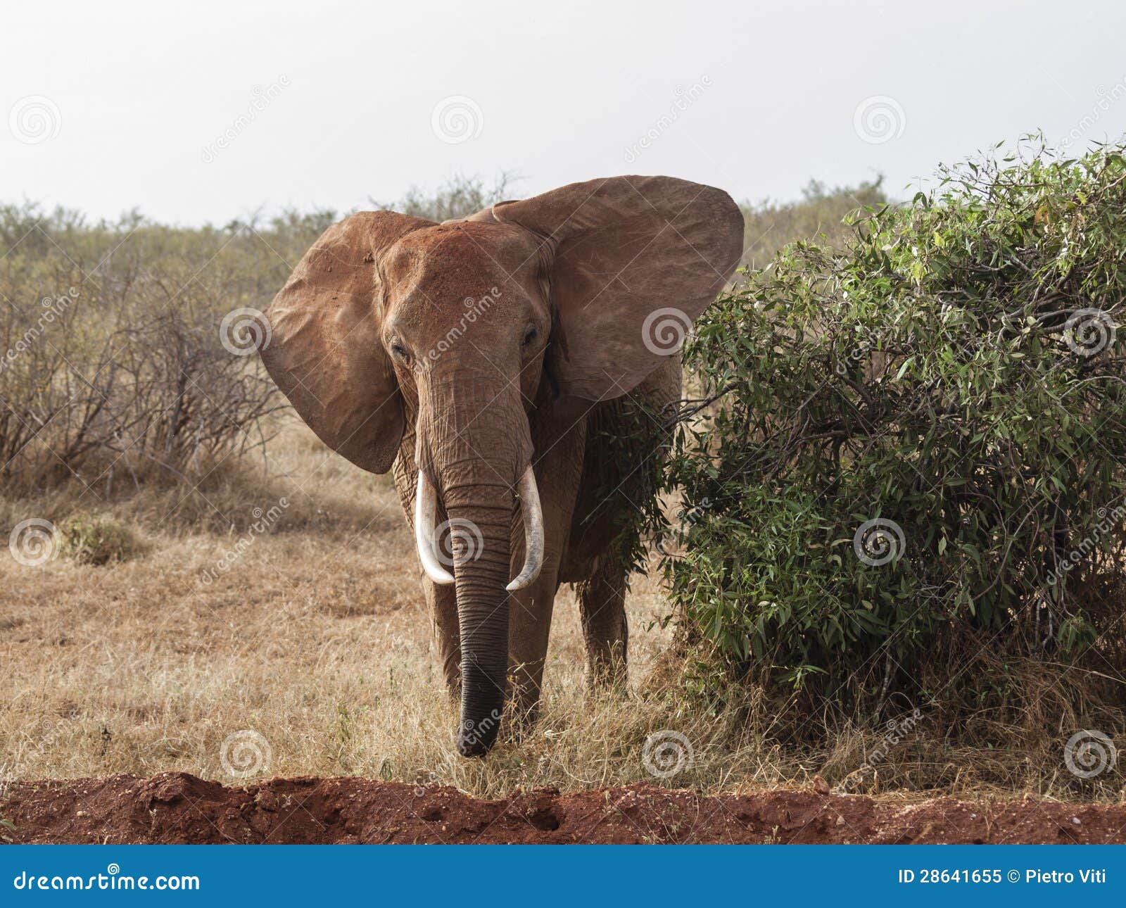 Elephant Staring at the Camera in Kenya Stock Image - Image of africa ...