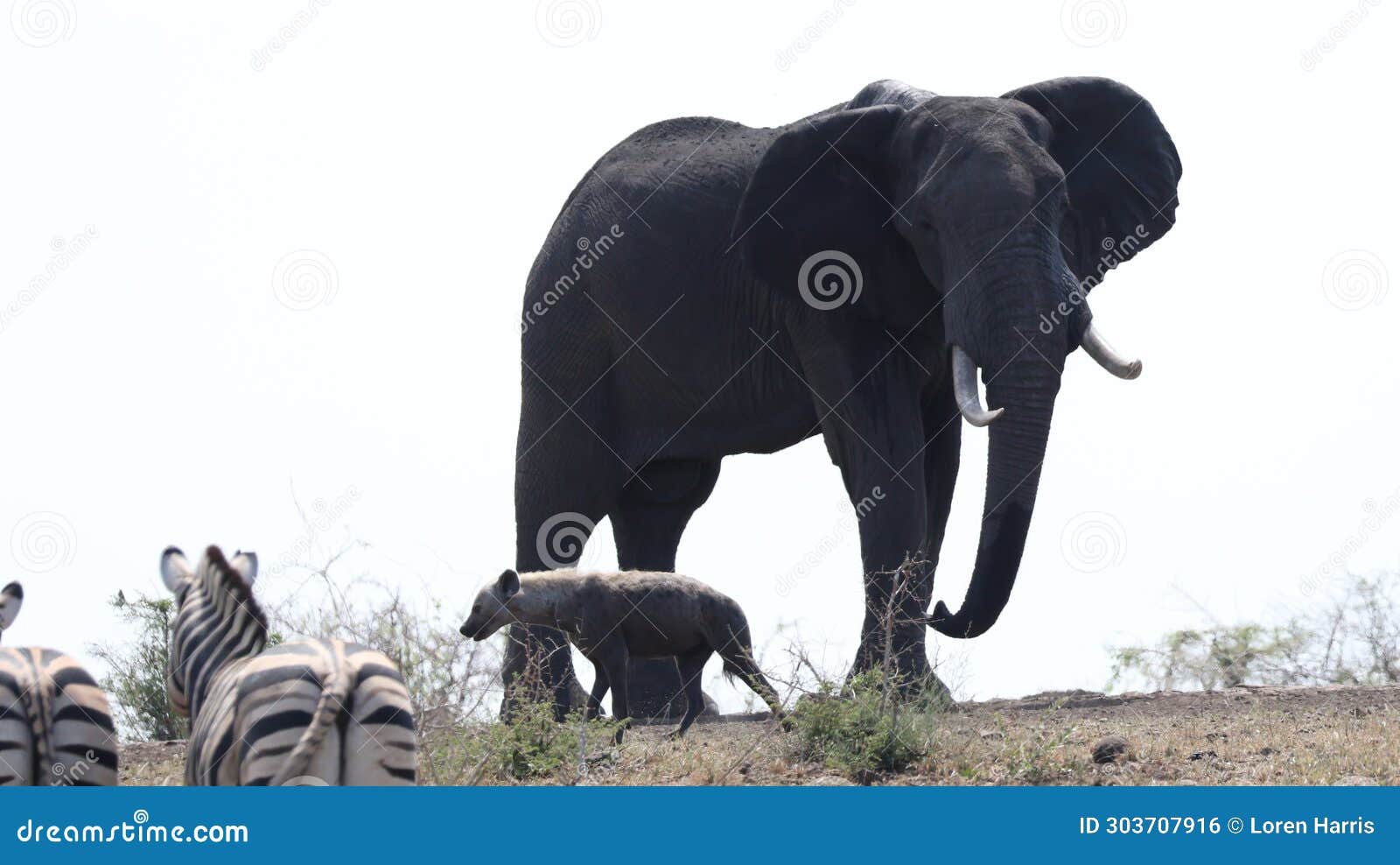 Elephant Staring Down a Hyena Stock Photo - Image of kruger, staring ...