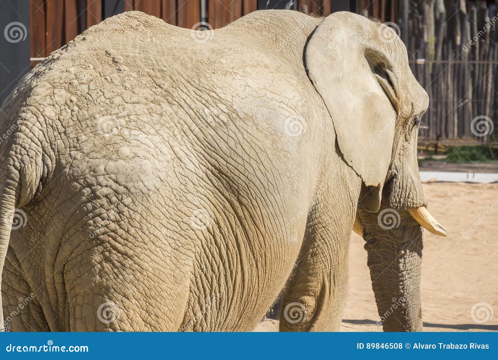 Elephant Staying Calm, Elephantidae Stock Photo - Image of ears ...