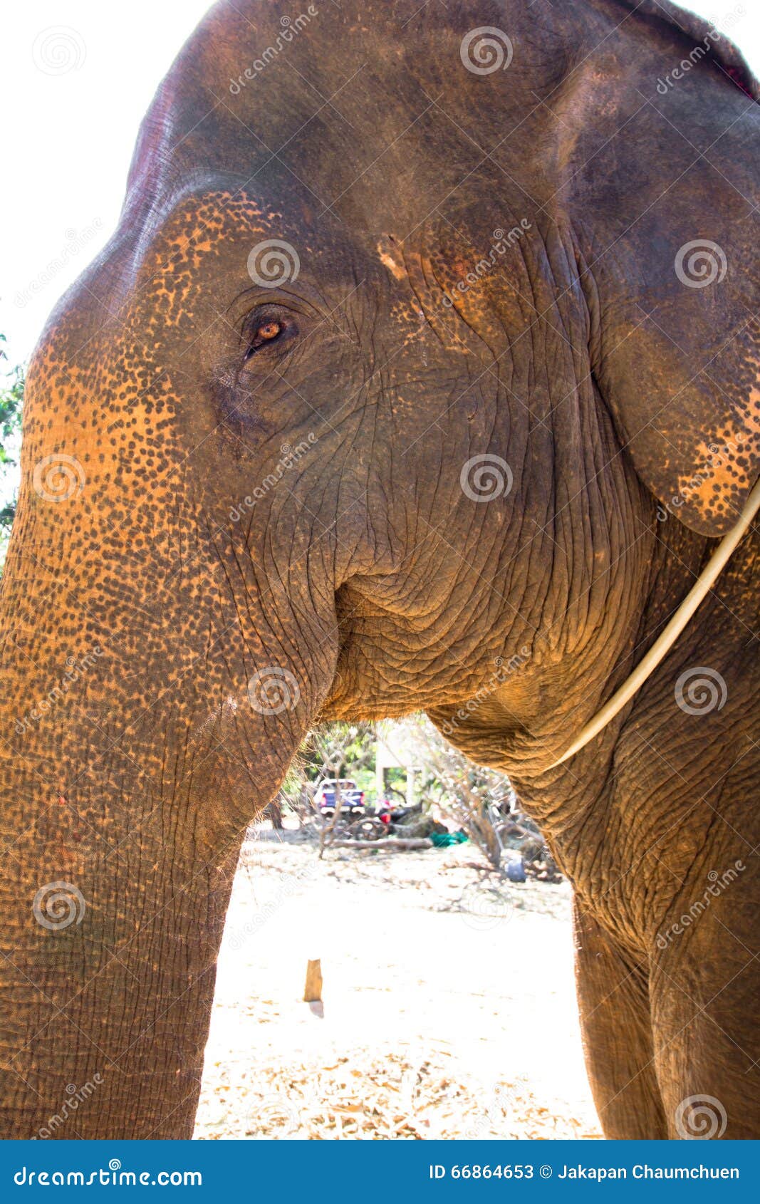 Elephant strength stock image. Image of eyes, strength - 66864653