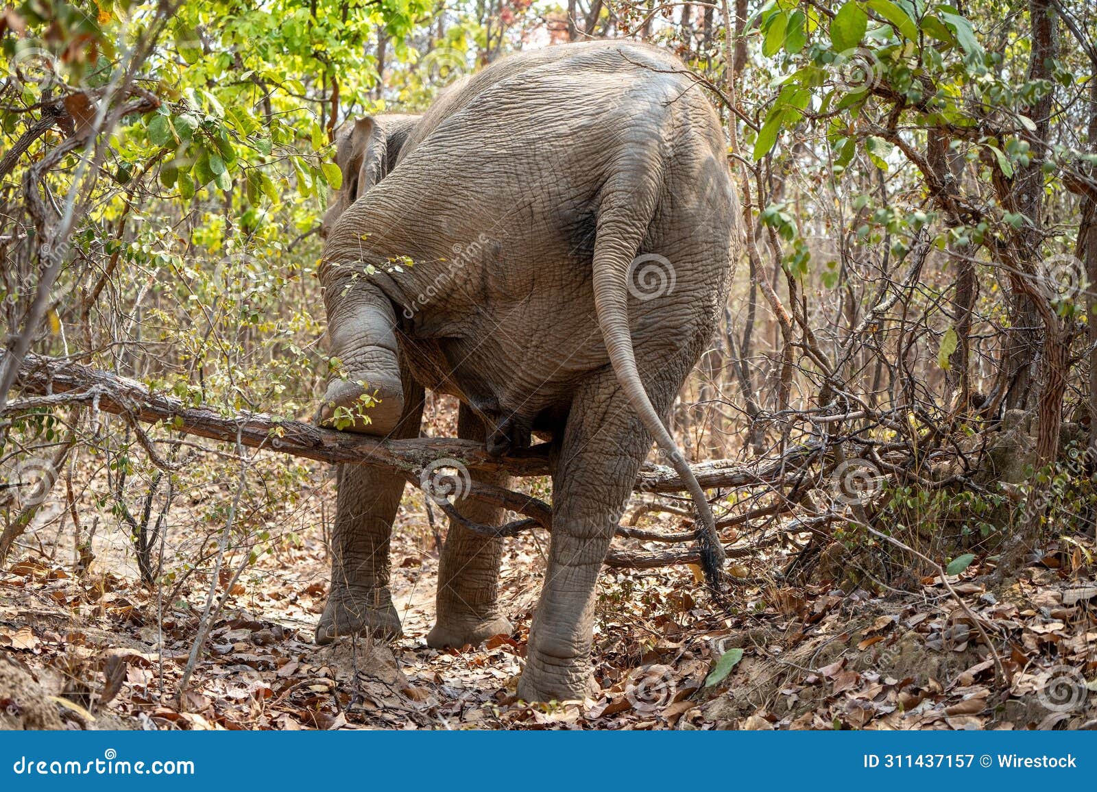 Elephant Strolling through the Forest Stepping Over a Tree Branch Stock ...