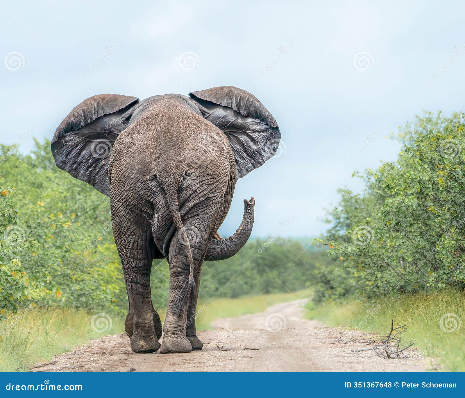 An Elephant Strolls Down the Road, Its Massive Backside Swaying with ...