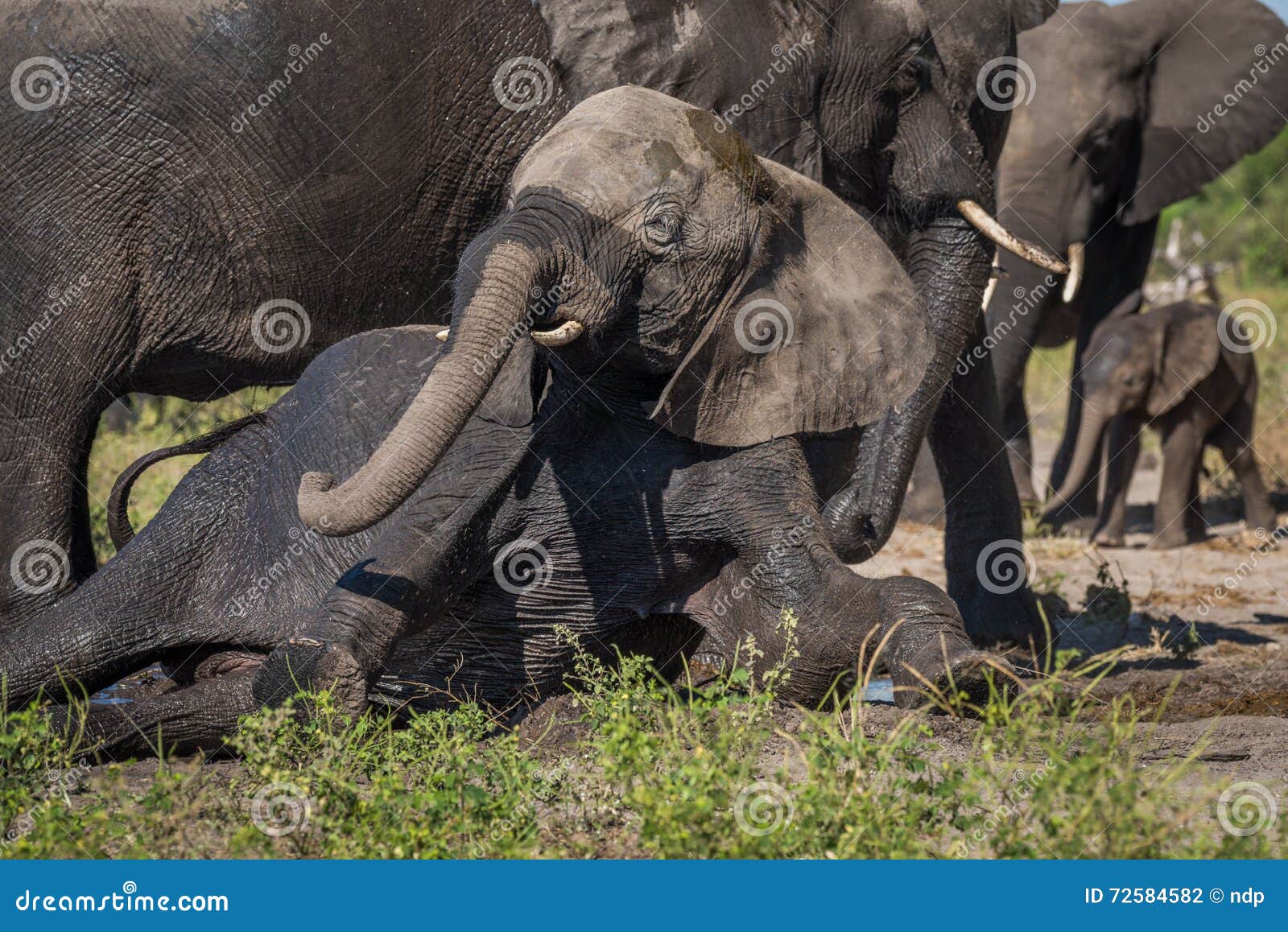 Elephant Struggles To Stand in Elephant Herd Stock Photo - Image of ...