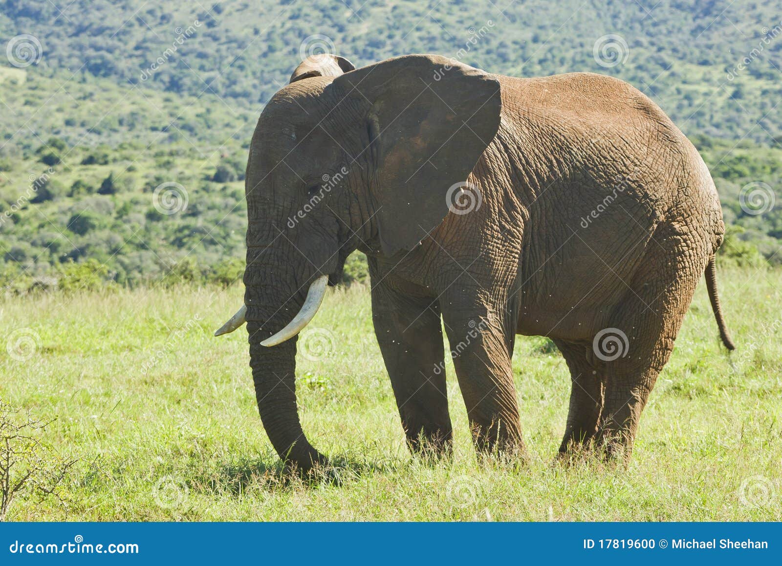 Elephant in the sun stock photo. Image of enormous, ears - 17819600