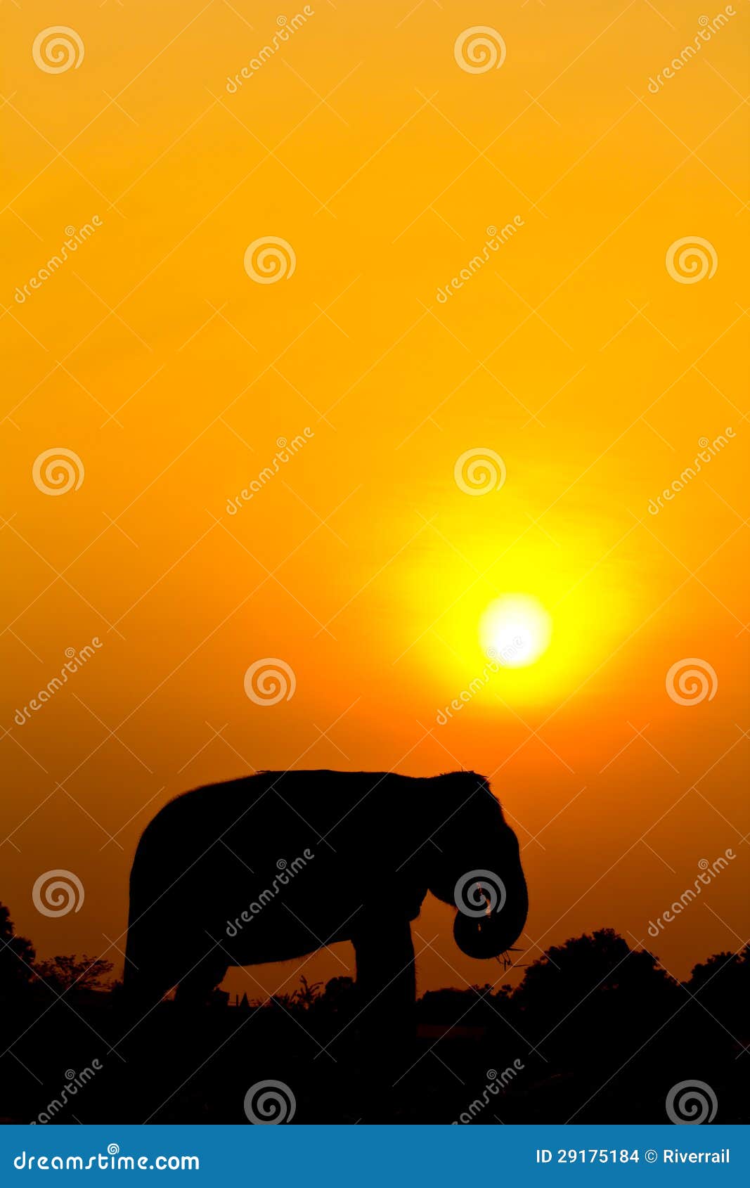 Elephant and sunset stock photo. Image of countryside - 29175184