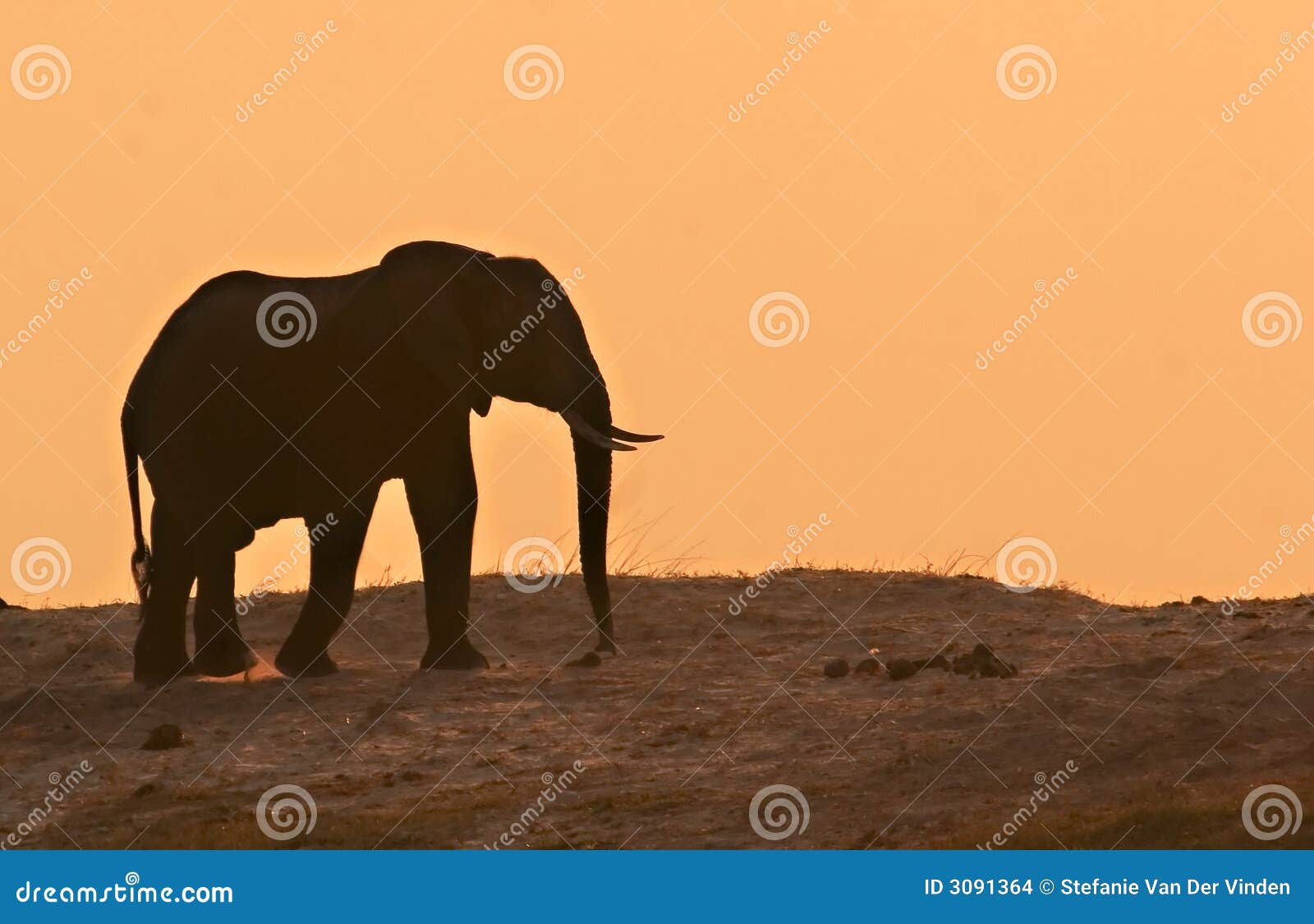 Elephant in sunset stock photo. Image of herbivore, little - 3091364