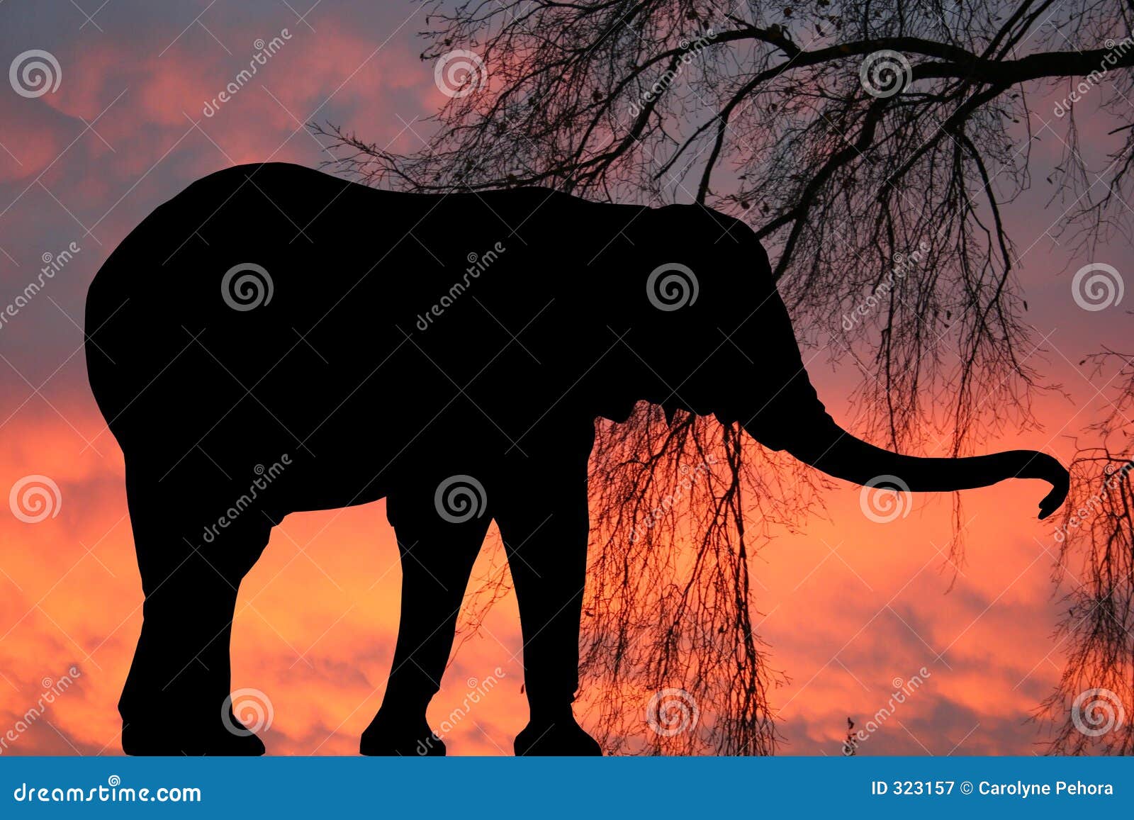 Elephant at sunset stock image. Image of elephant, animal - 323157