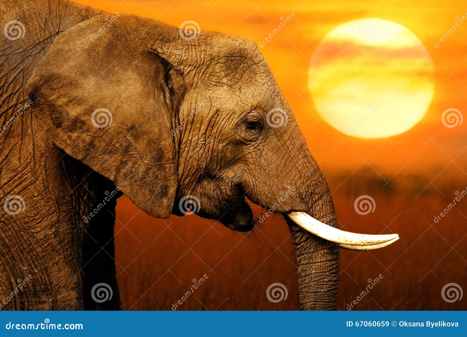 Elephant at Sunset Background Stock Image - Image of africa, african ...