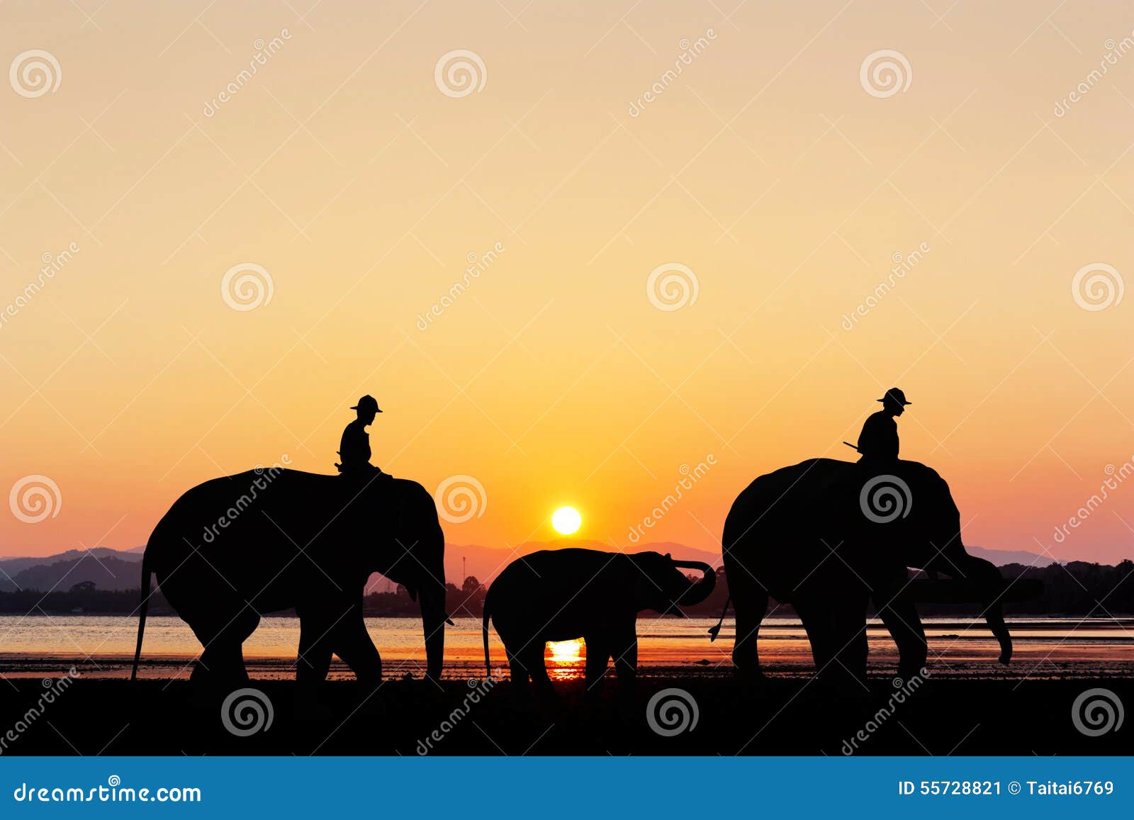 Elephant with Sunset at the Beach Twilight Time Stock Image - Image of ...