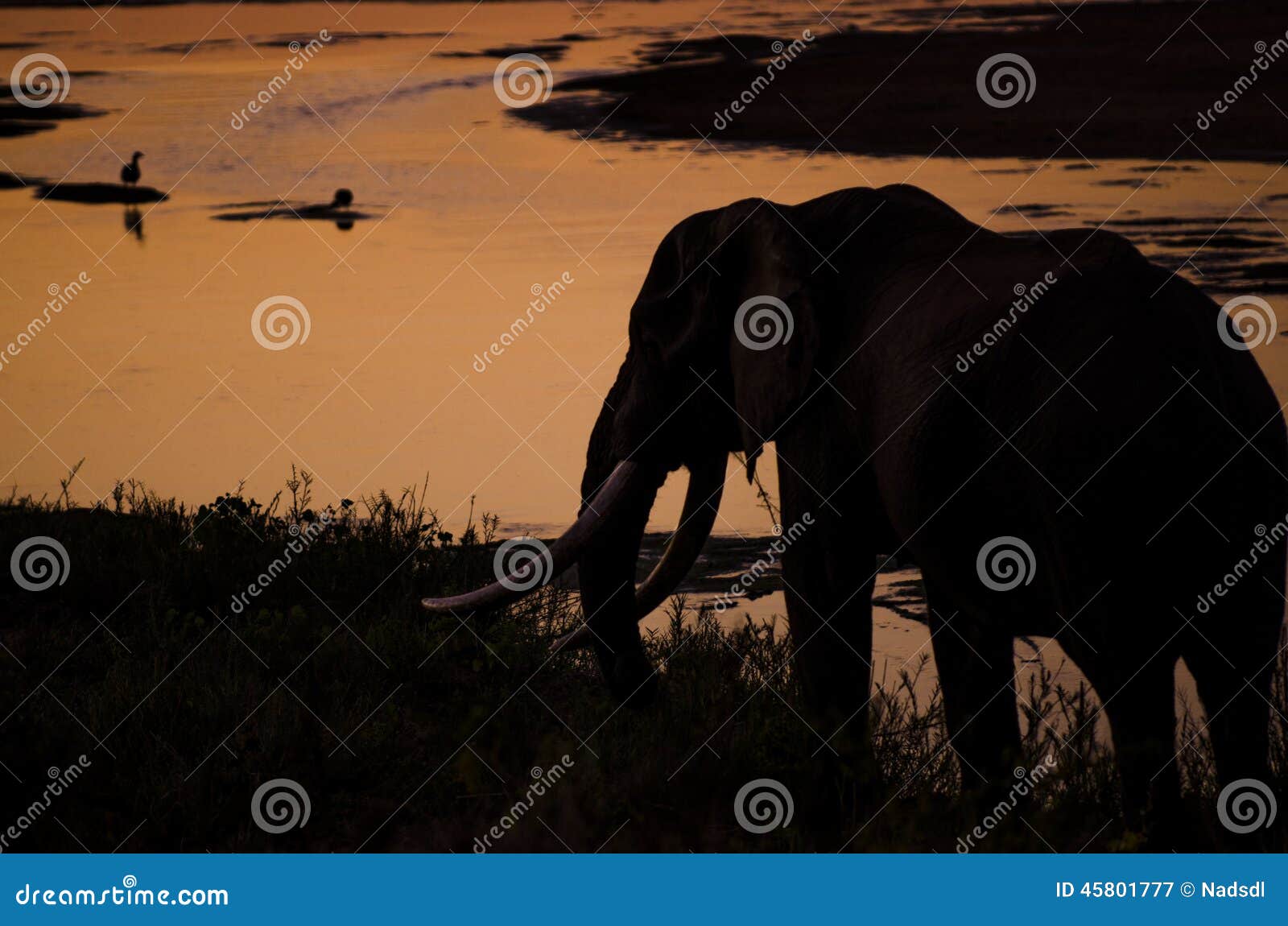 Elephant at sunset stock image. Image of twilight, safari - 45801777