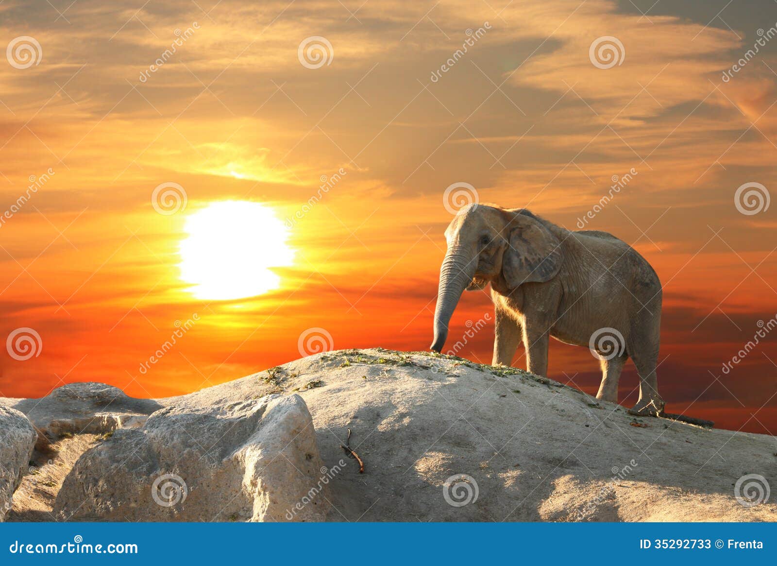 Elephant at sunset stock image. Image of large, back - 35292733