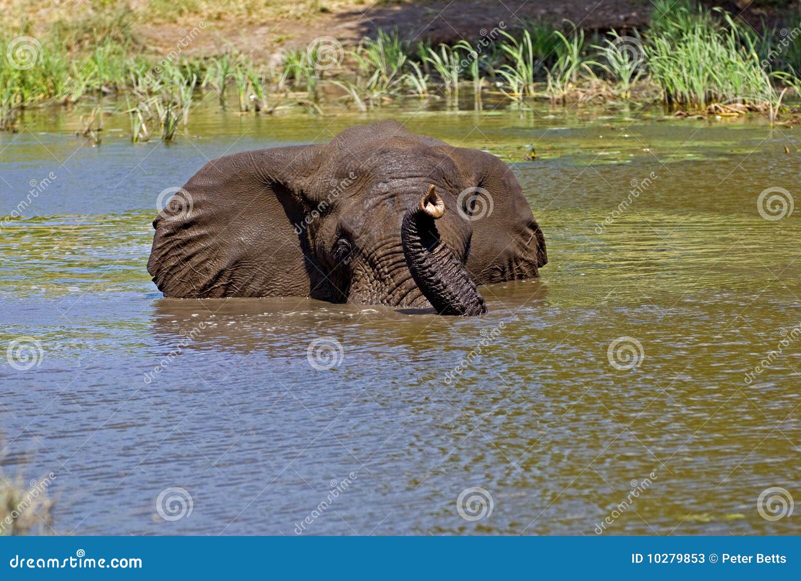 Elephant Swim stock image. Image of africa, trunk, large - 10279853
