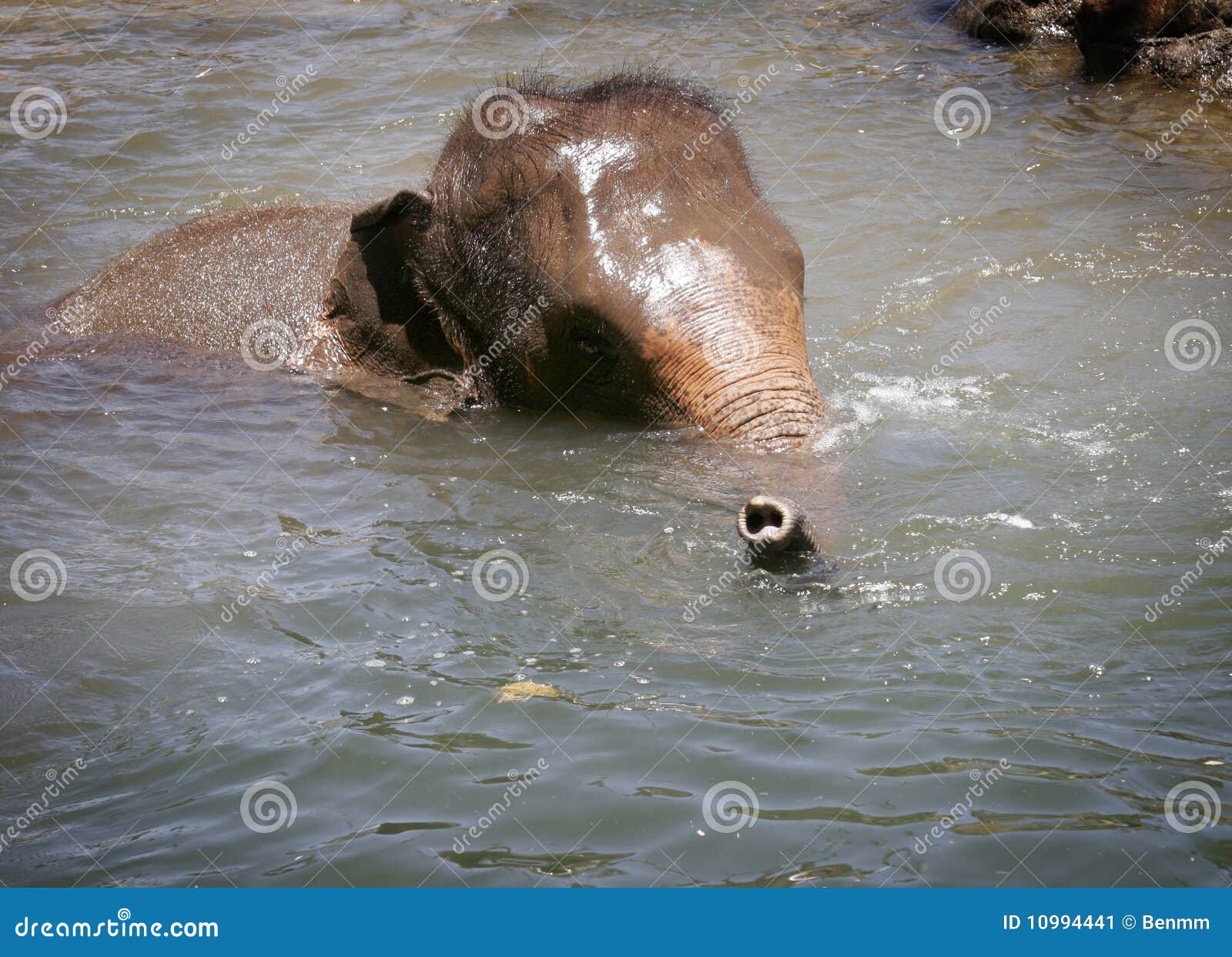 Elephant swimming stock image. Image of african, heavy - 10994441