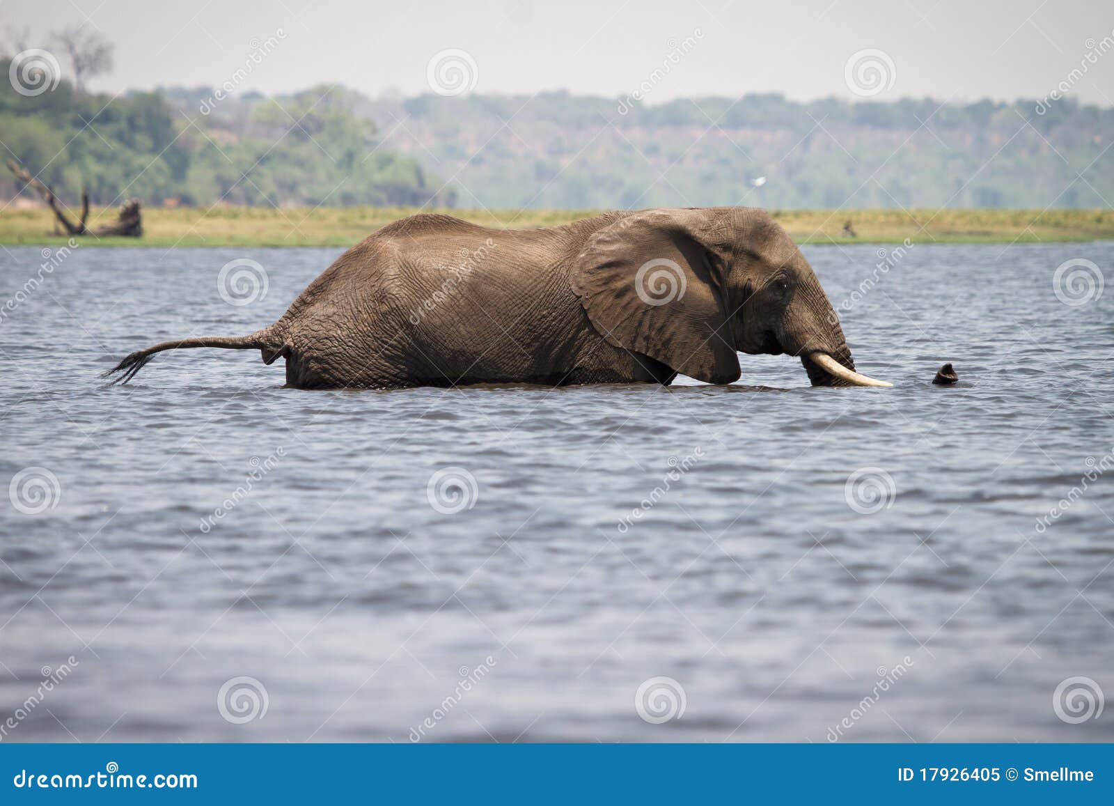 Elephant Swimming In A Green Pool With Waterfalls In Thailand Royalty ...