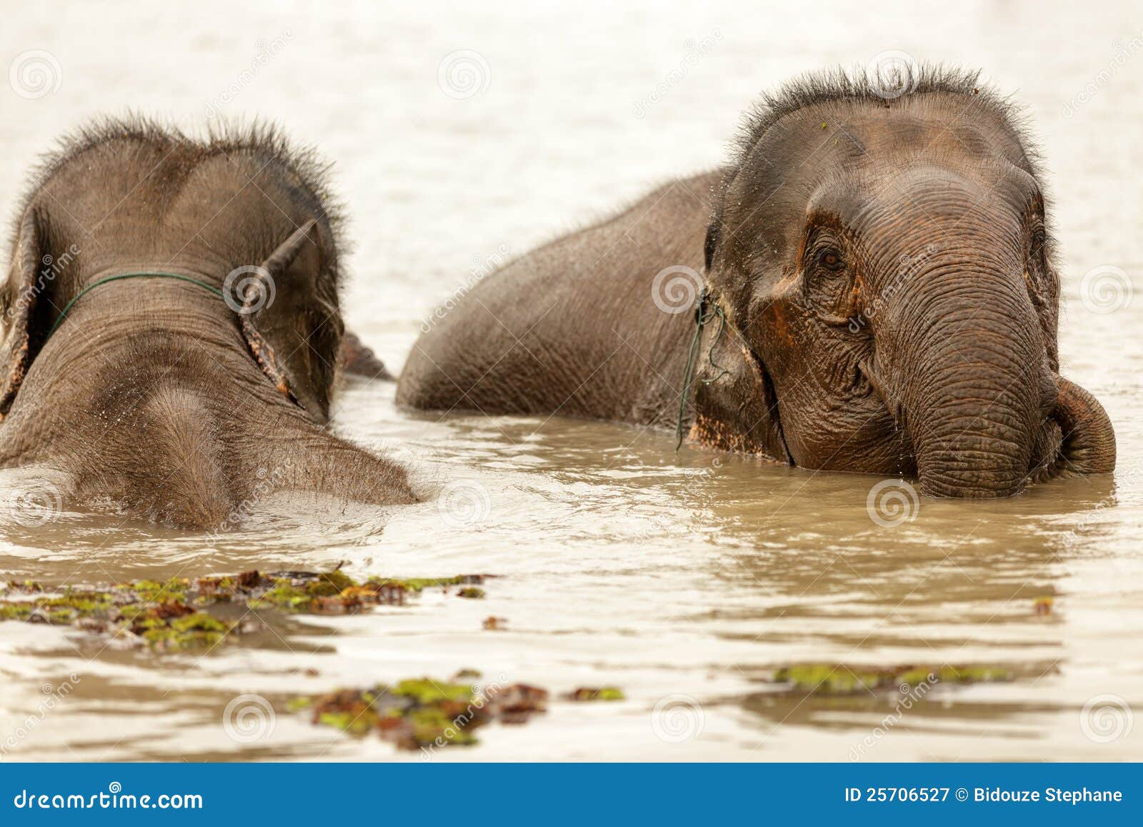 Elephant swimming stock image. Image of laos, back, nature - 25706527