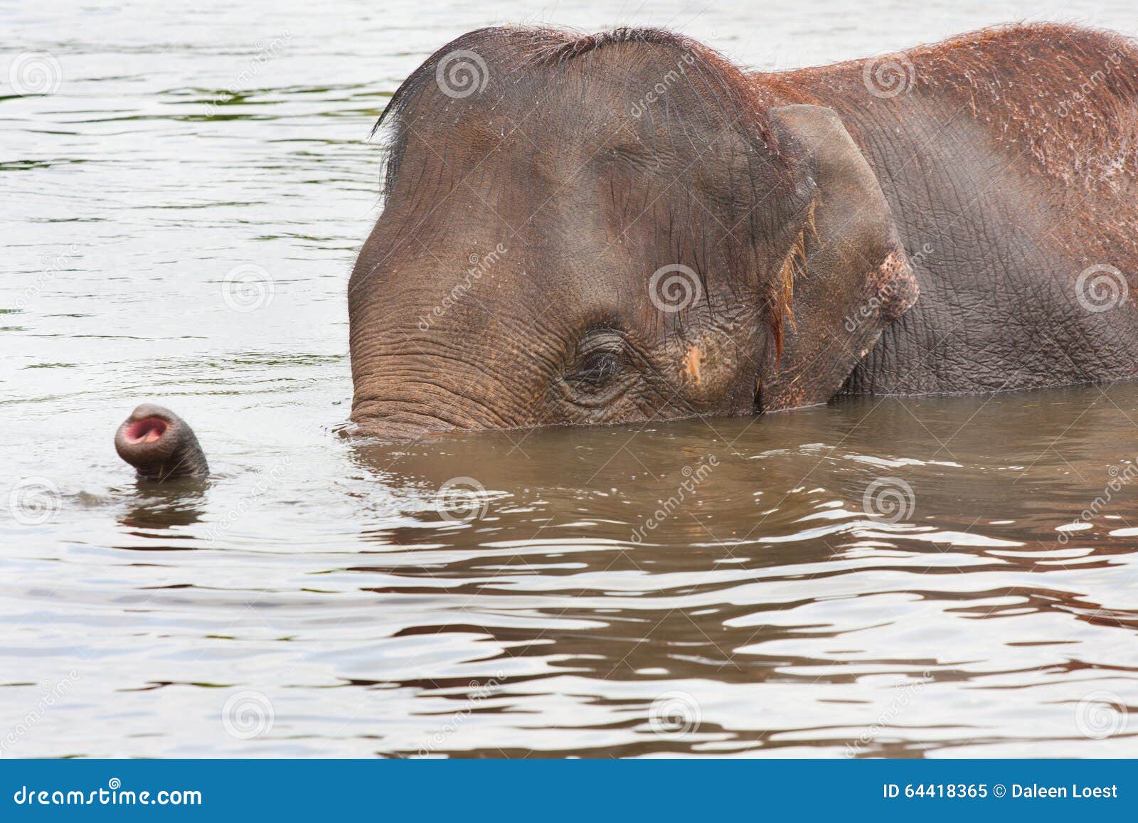 Elephant Swimming In A Green Pool With Waterfalls In Thailand Royalty ...