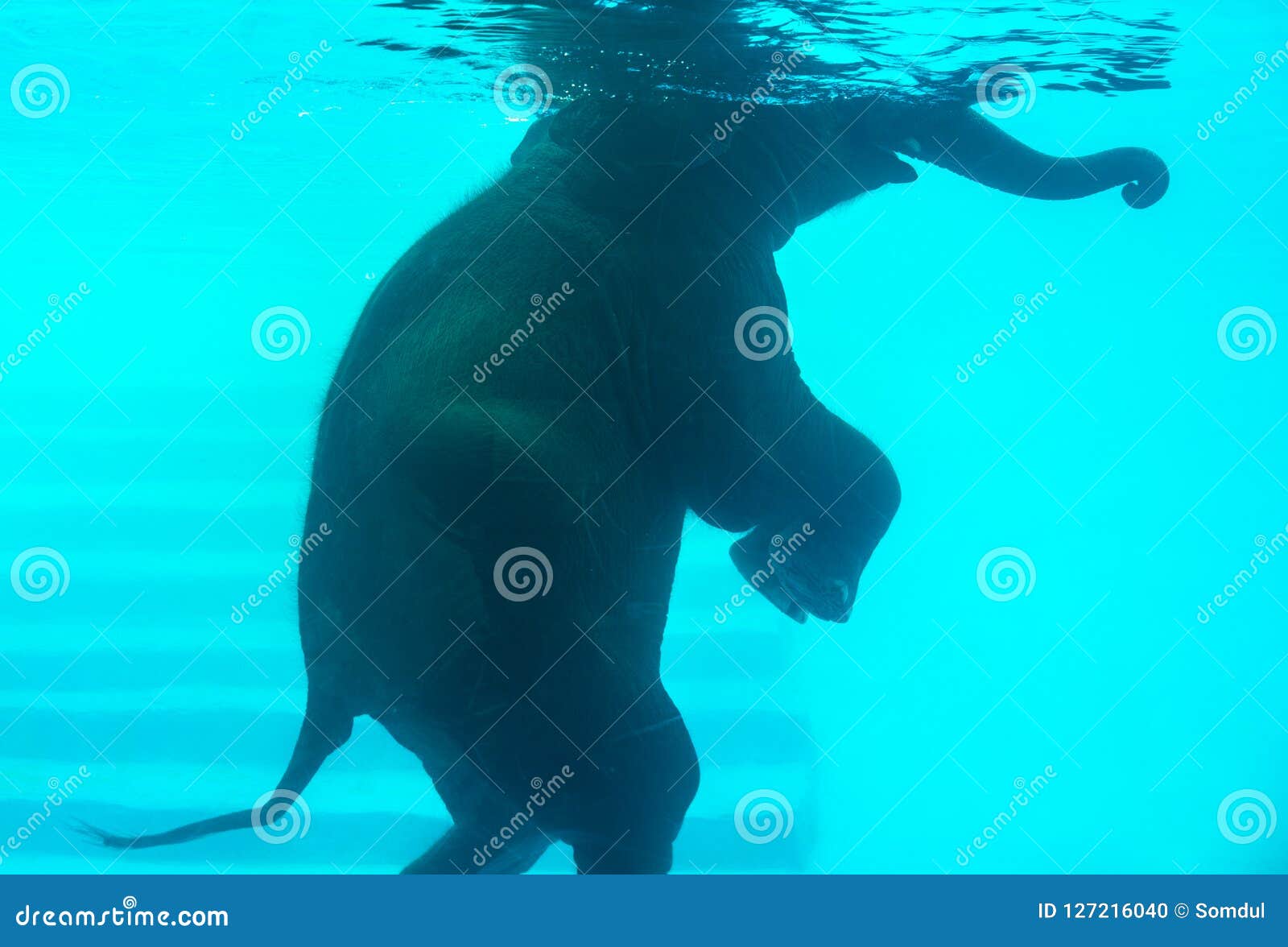 Elephant Swimming in Swimming Pool Editorial Image - Image of impress ...