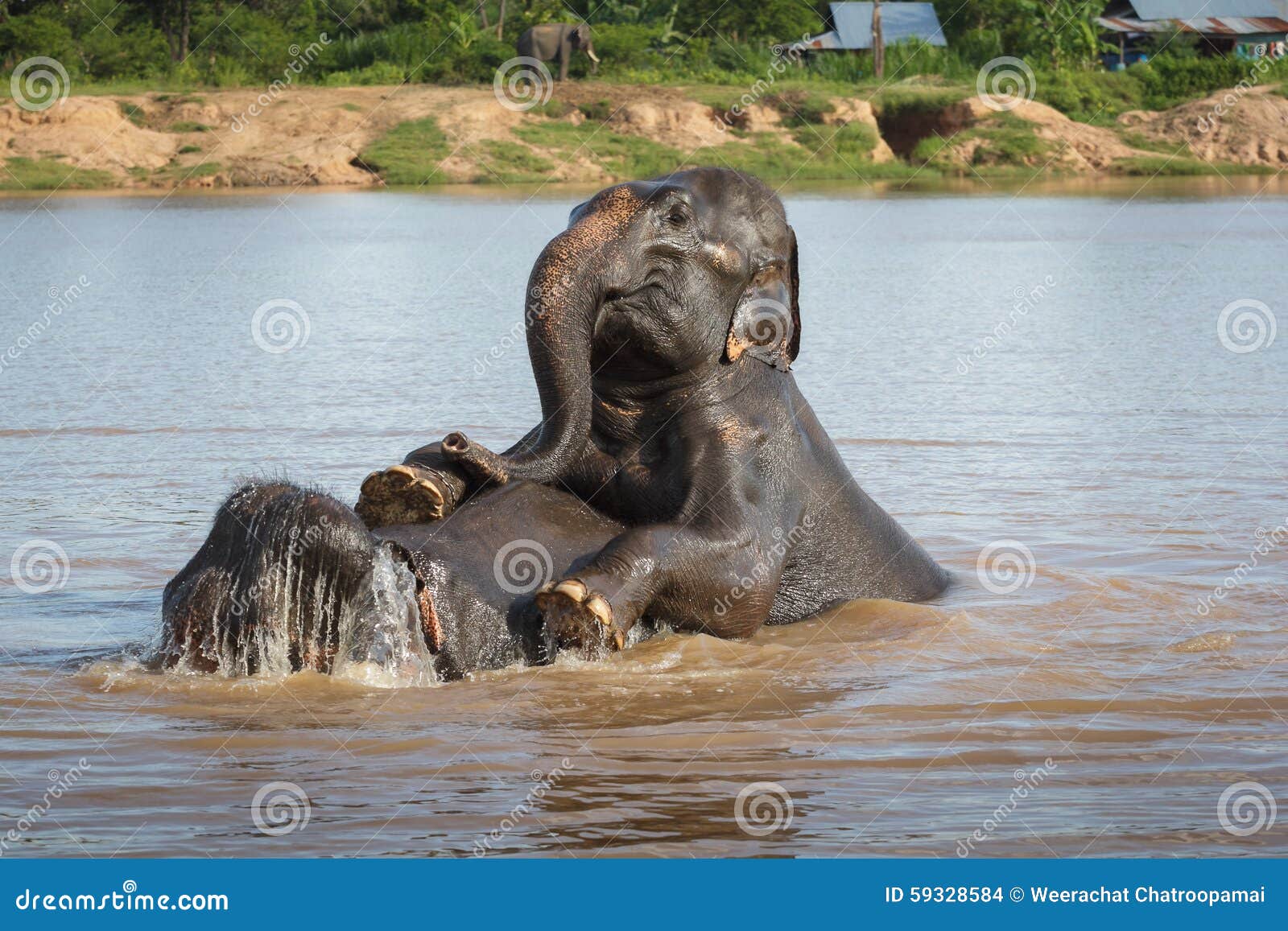 Elephant swimming stock photo. Image of tourism, lake - 59328584