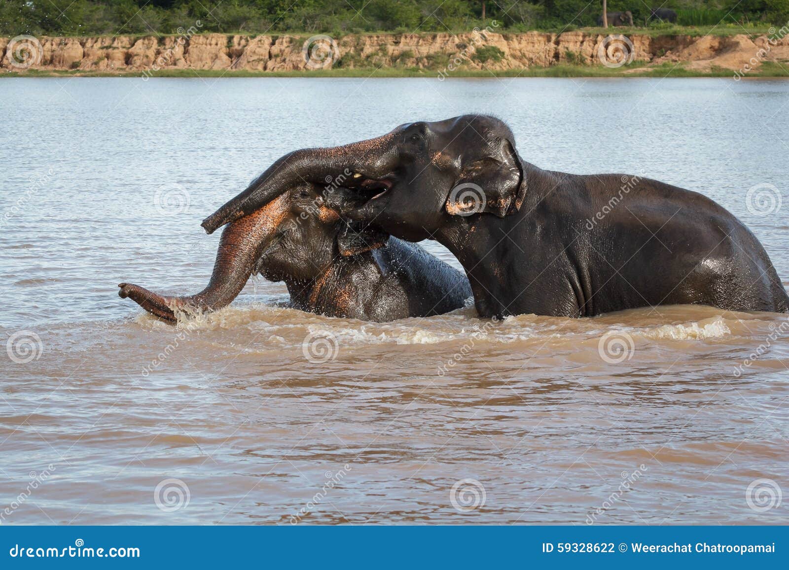 Elephant swimming stock photo. Image of animal, enjoying - 59328622